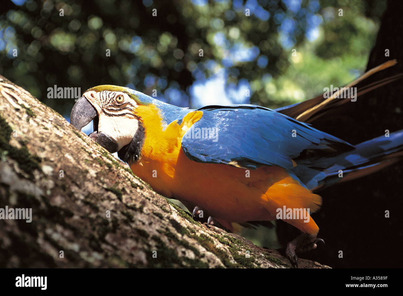Amazon forest Brazil A blue and gold macaw Ara ararauna Stock Photo - Alamy