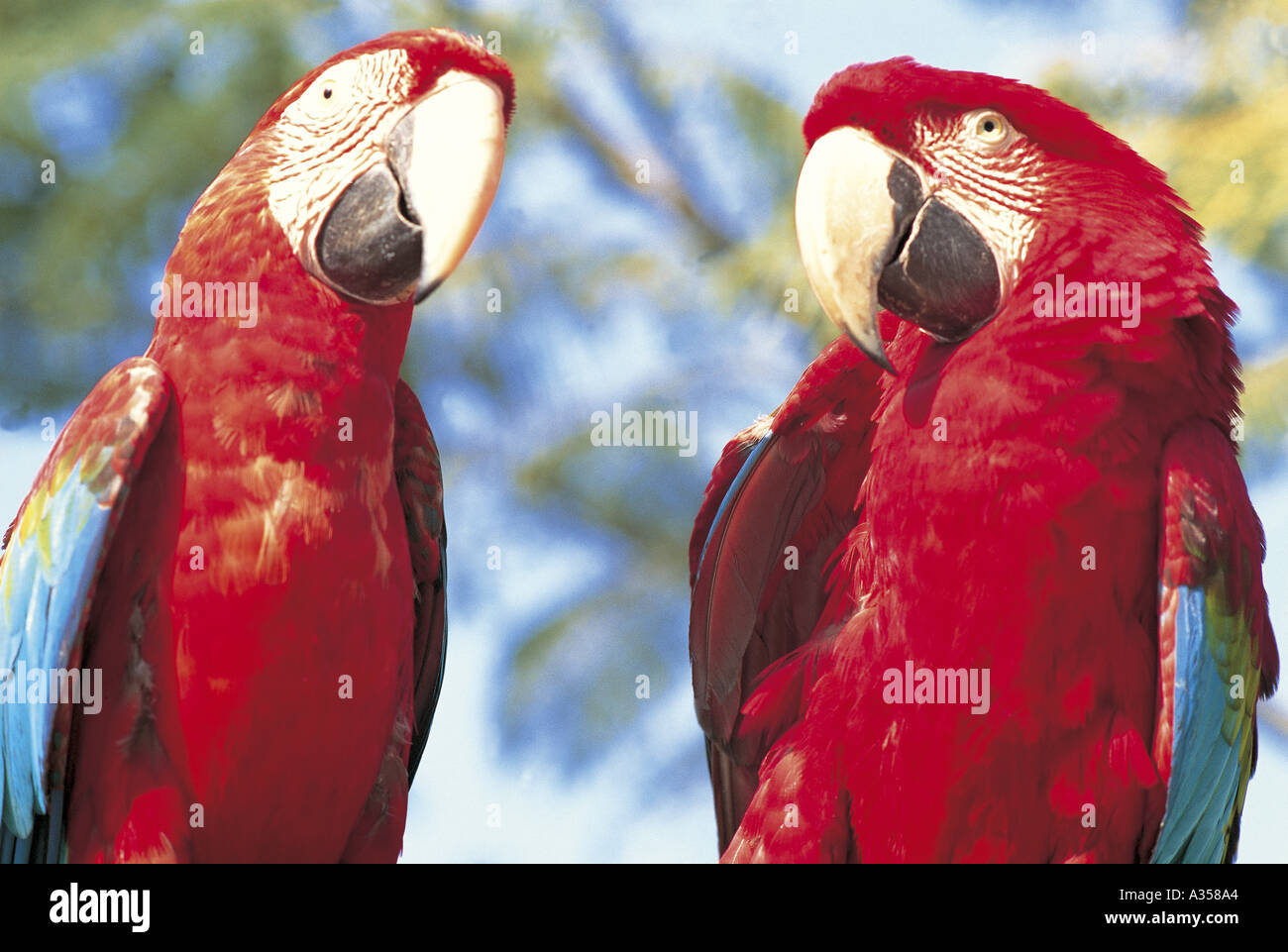 Amazonas State Brazil Two Greenwing Macaws Ara chloroptera Stock Photo ...