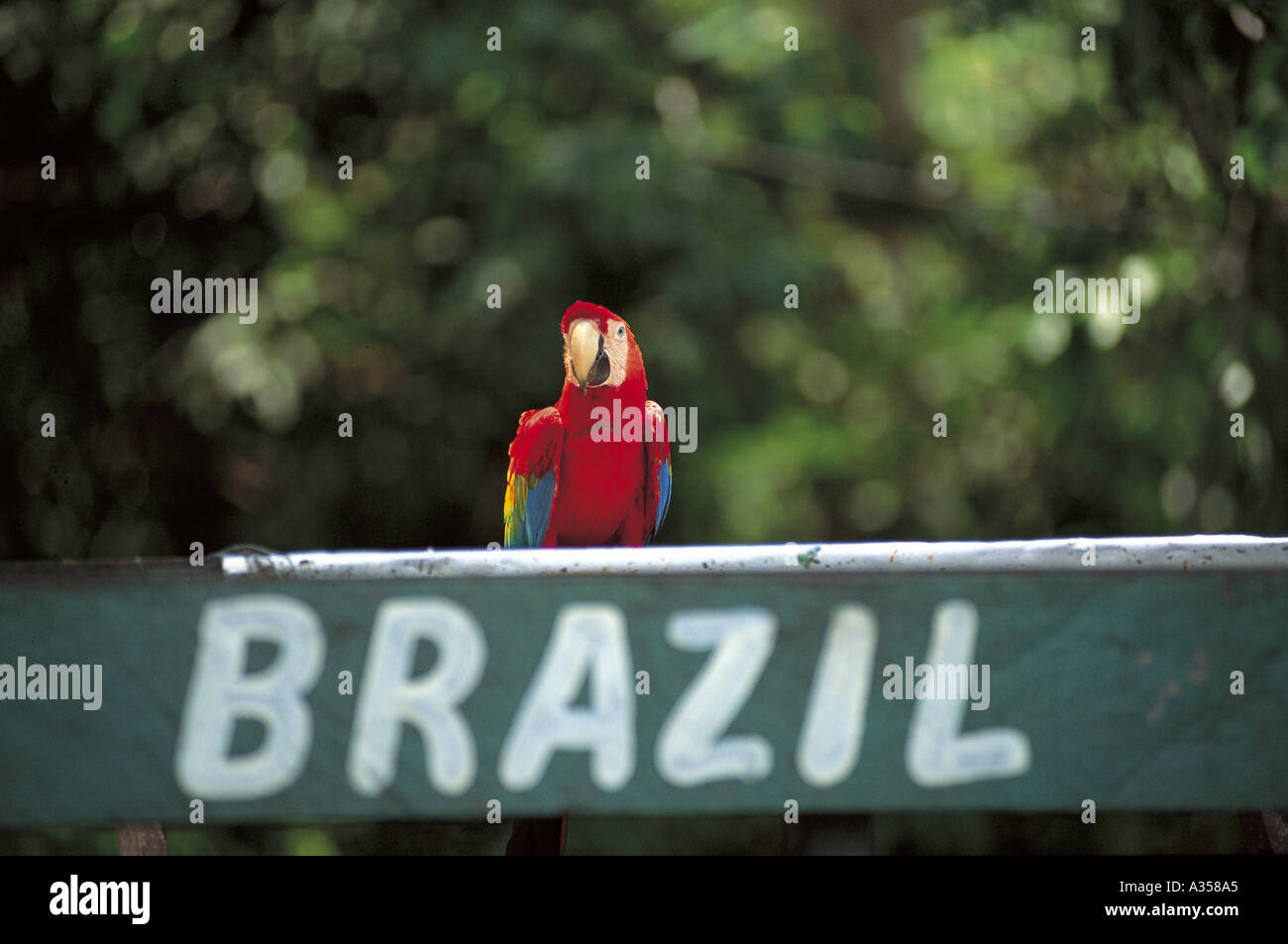 Amazon forest Brazil A Scarlet Macaw above a sign that reads Brazil Ara ...