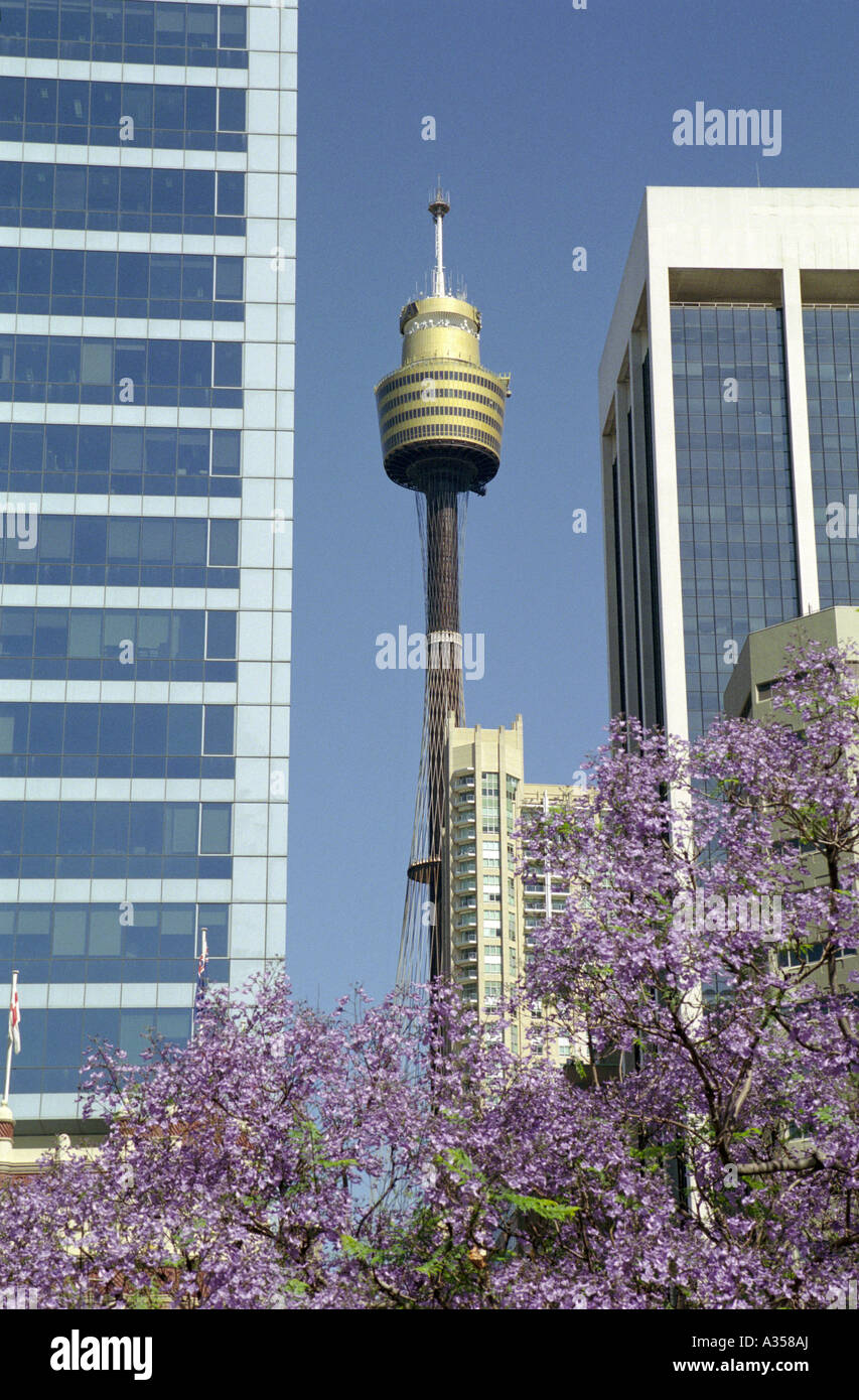 the sydney sky tower in sydney australia Stock Photo - Alamy