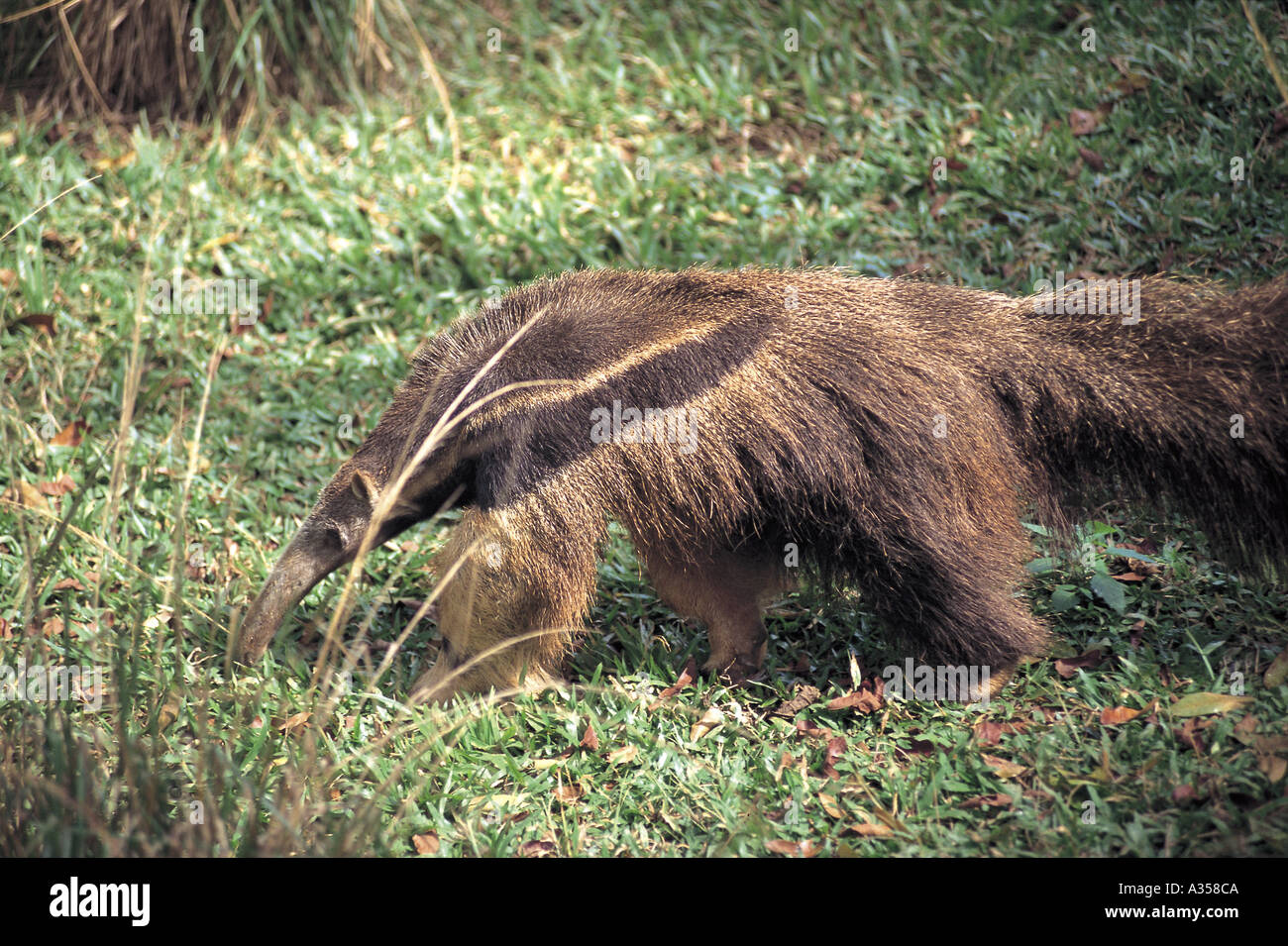 Brazil Giant anteater Myrmecophagidae tridactyla Tamandua Stock Photo ...