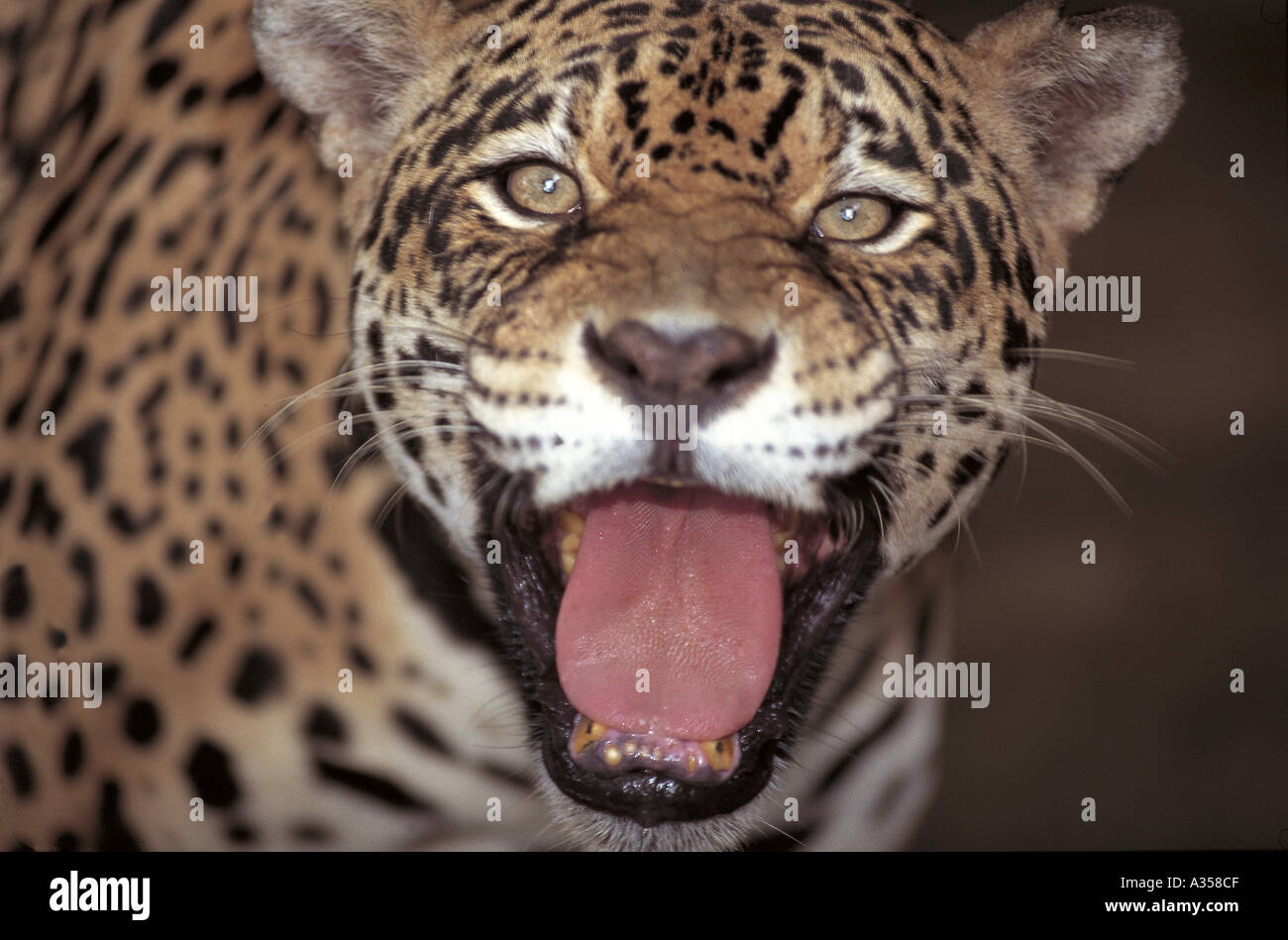 Amazon Brazil Jaguar Onca pintada Panthera onca snarling Stock Photo ...