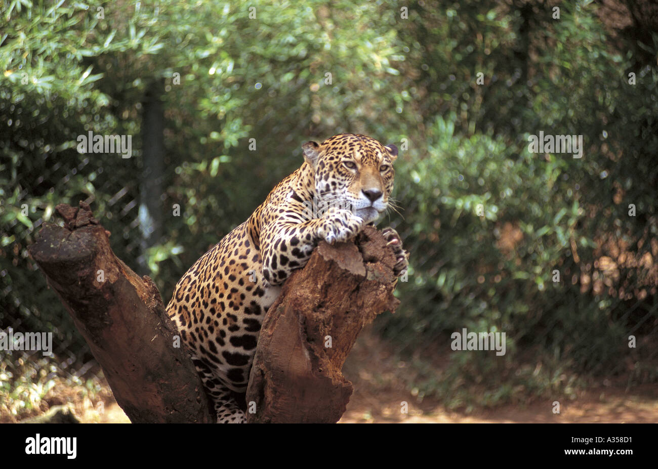 Amazon Brazil Jaguar Onca pintada Panthera onca perched on a dead tree ...