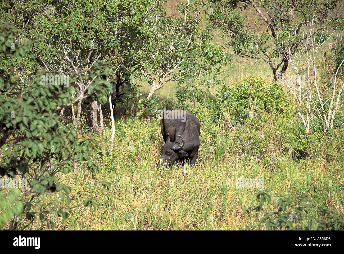 Amapa Brazil Zebu cattle grazing Stock Photo - Alamy