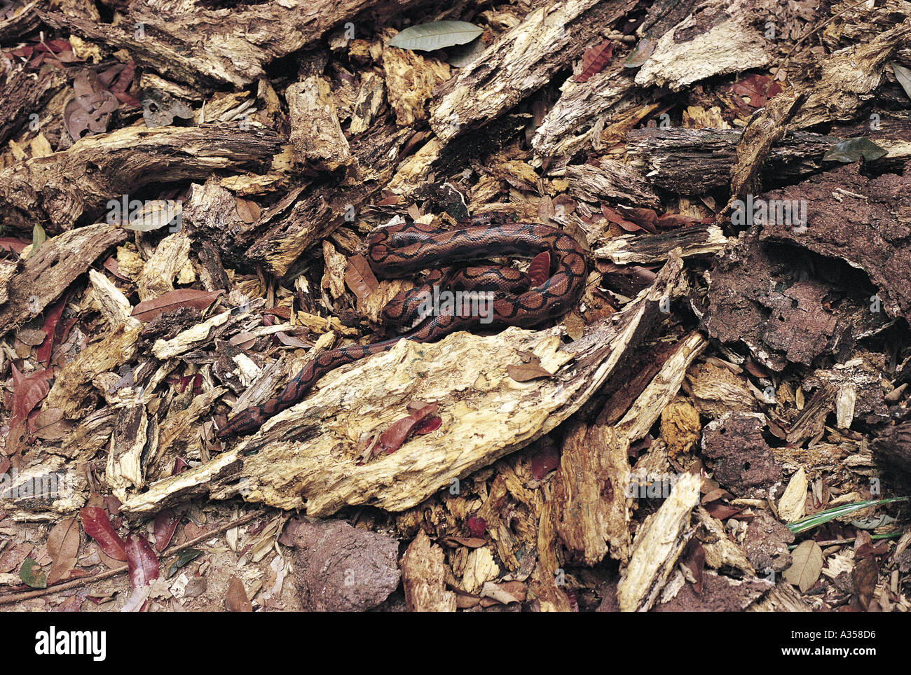 Roraima State Amazon Brazil Anaconda camouflaged among bits of wood ...
