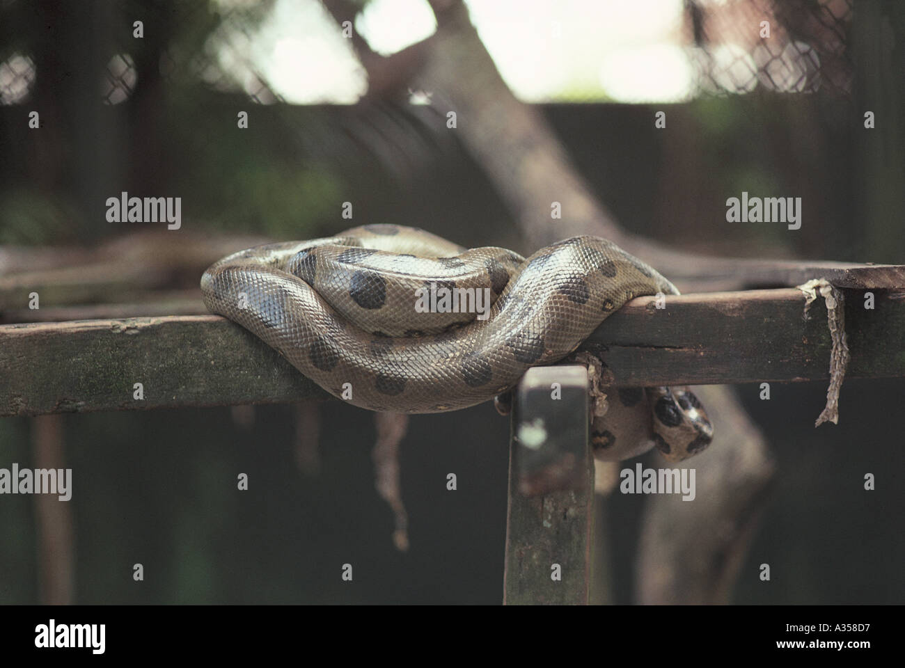 Belem Amazon Brazil Sucuri Eunectes murinus Green anaconda the largest ...