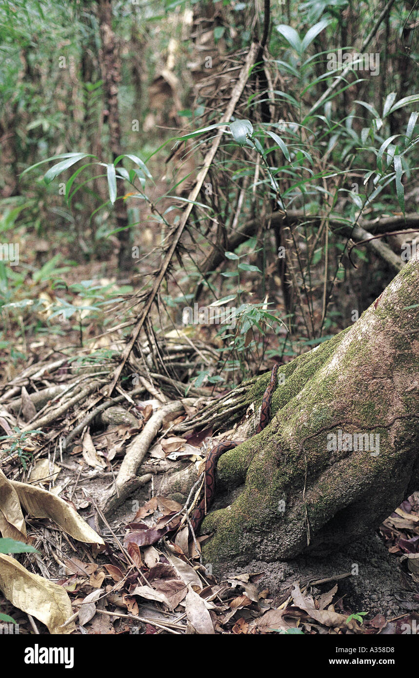 Maraca Rorarima State Brazil Anaconda snake camouflaged at the foot of ...