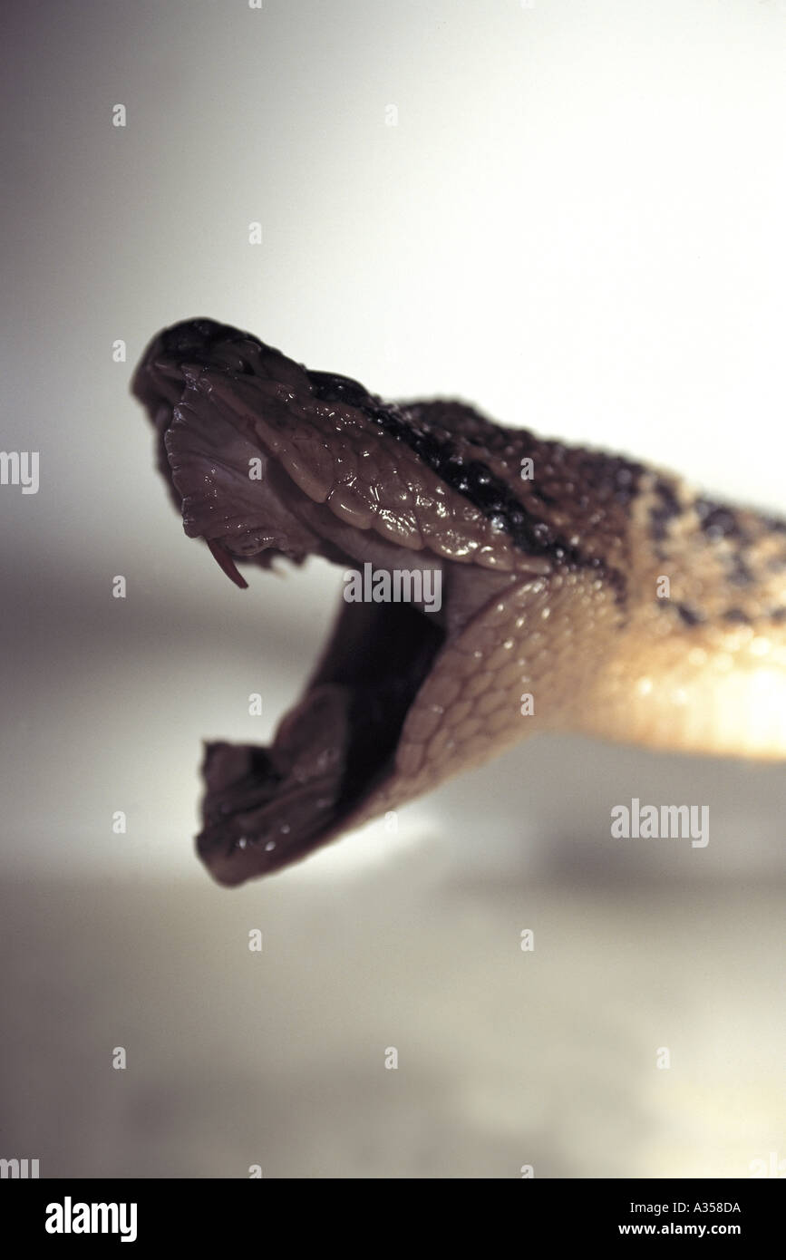 Anaconda amazon rain forest hi-res stock photography and images - Alamy