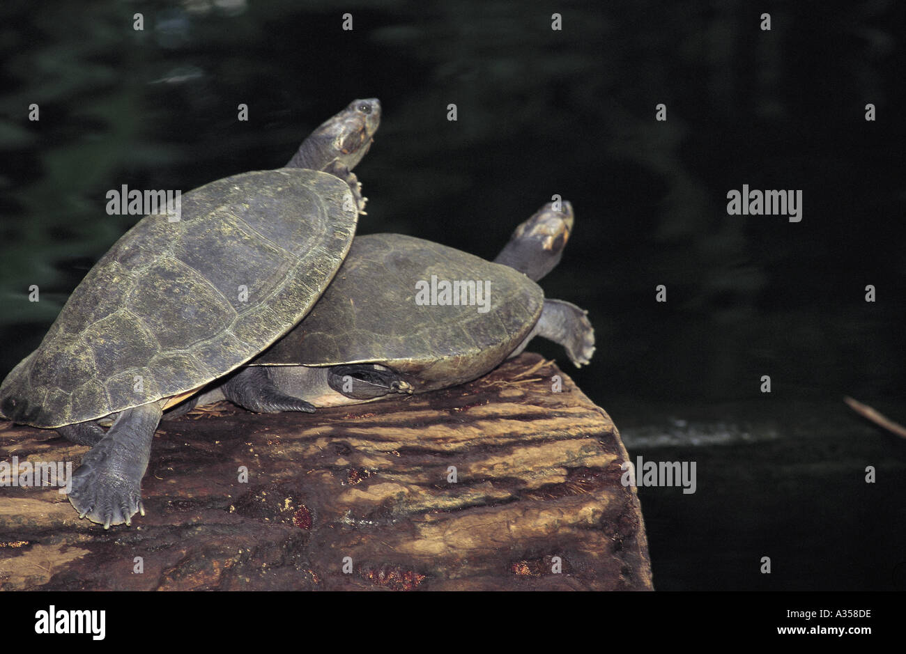 Amazon rainforest turtles hi-res stock photography and images - Alamy