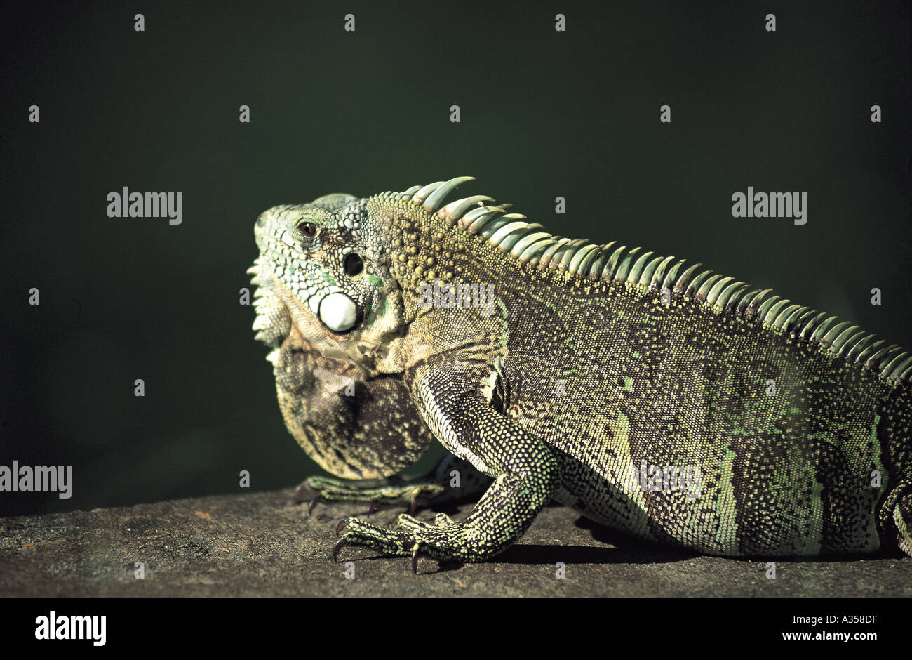 Lizard back hi-res stock photography and images - Alamy