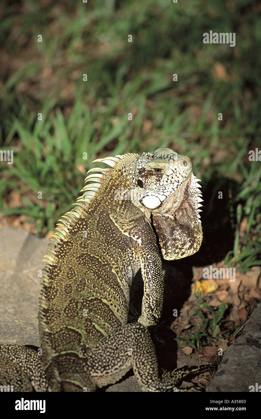 Amazon Brazil Lizard with white cheek spots and crested back resting ...