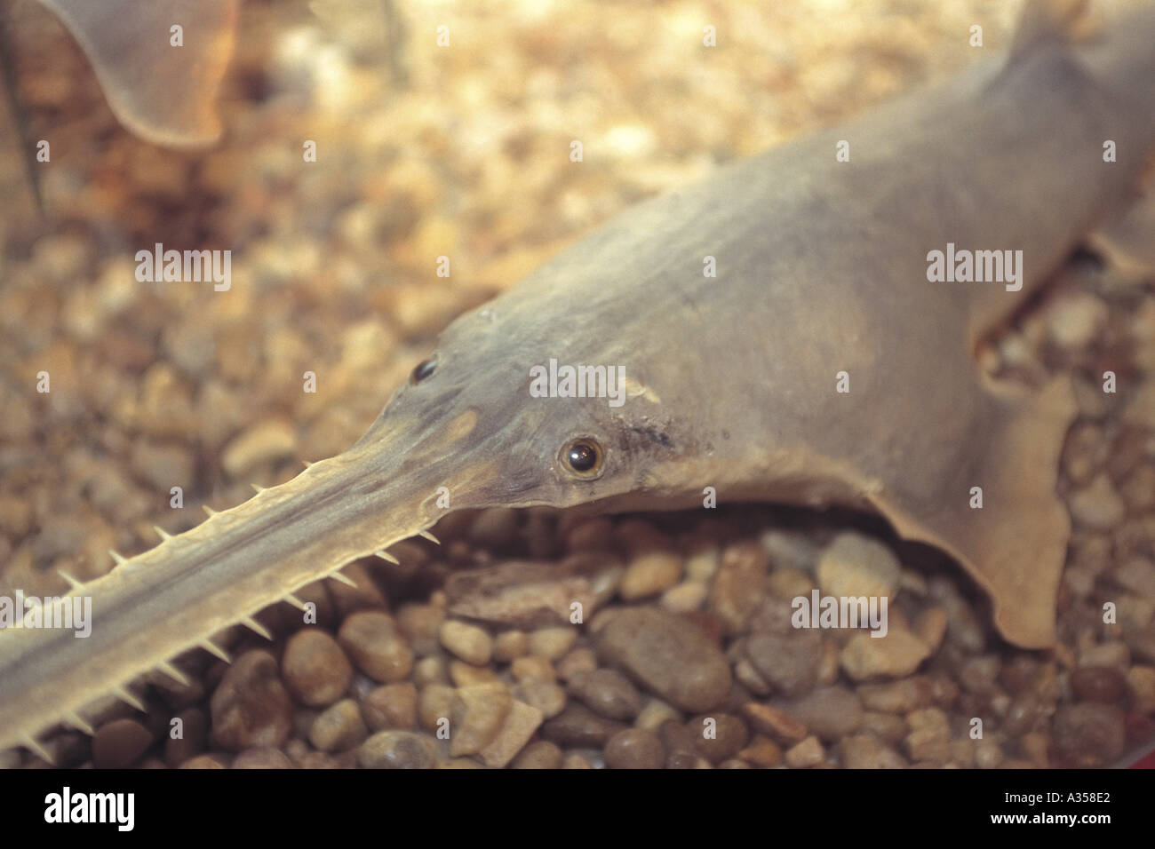 Amazon Brazil Sawfish Pristis sp Member of the rays and sharks Stock ...