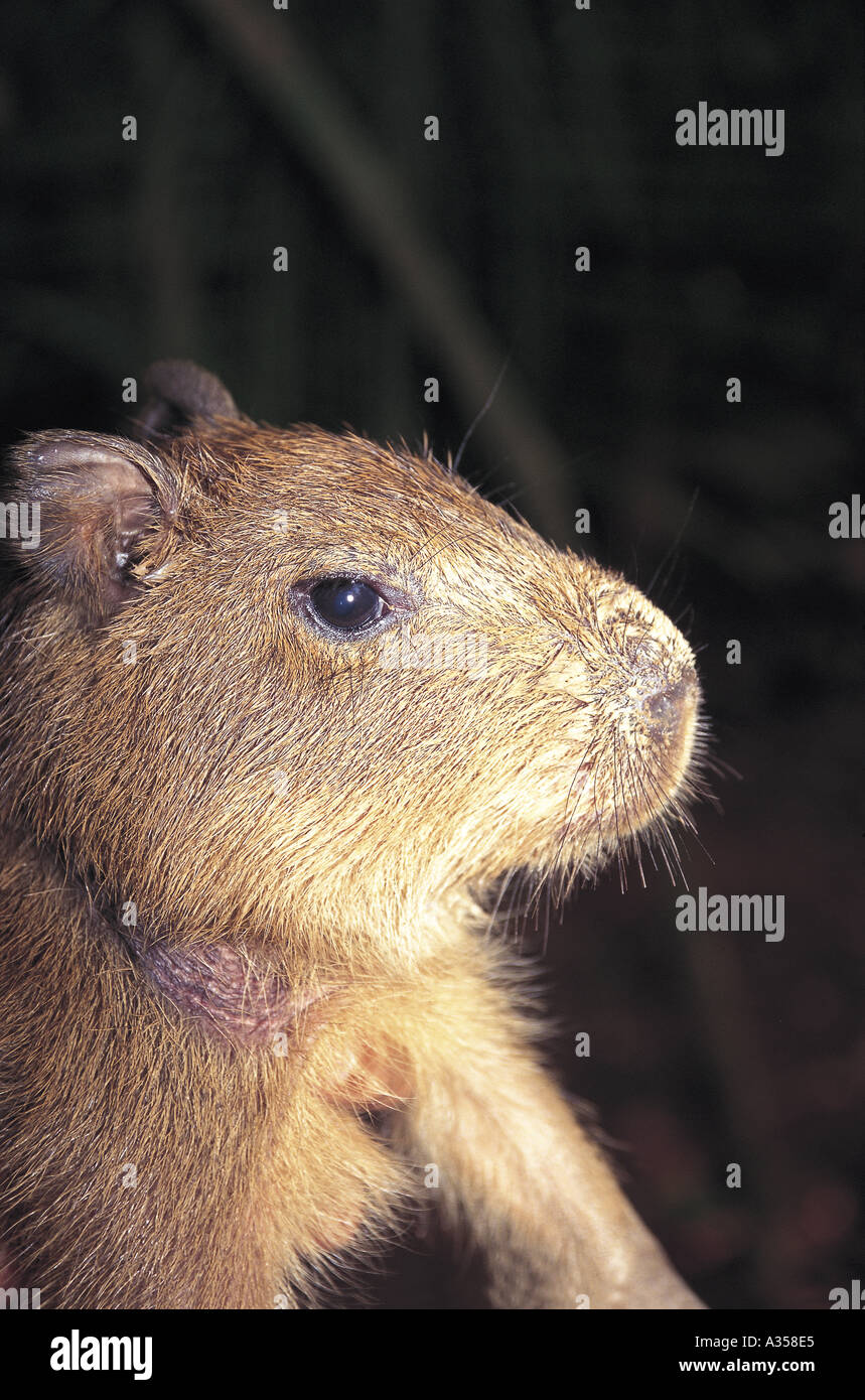 Capivara river hi-res stock photography and images - Alamy