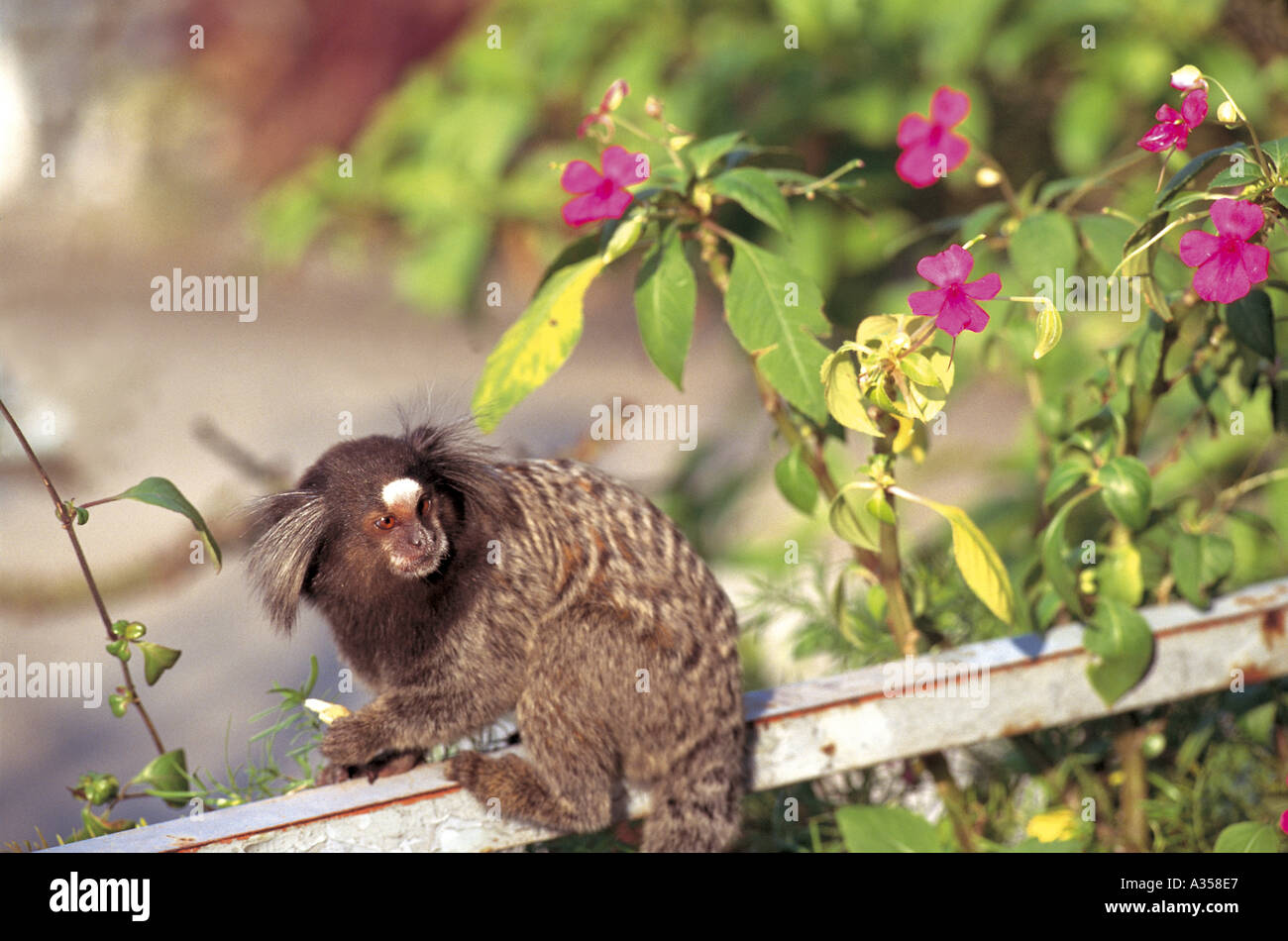 Rio de Janeiro Brazil Common Marmoset Callithrix jacchus looking around ...