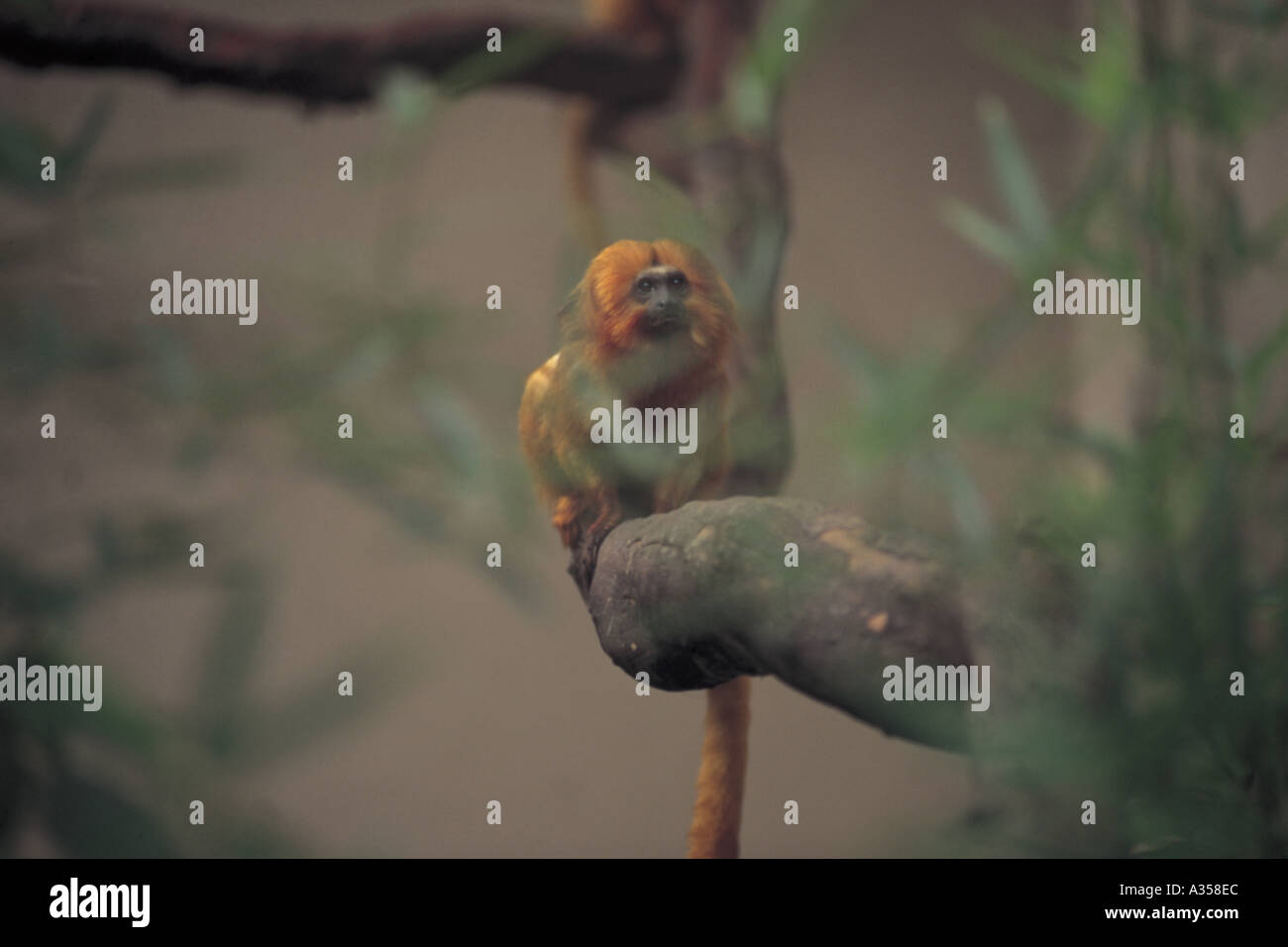 Poco das Antas Reserve Brazil Golden Lion Tamarind monkey Mico Leao ...
