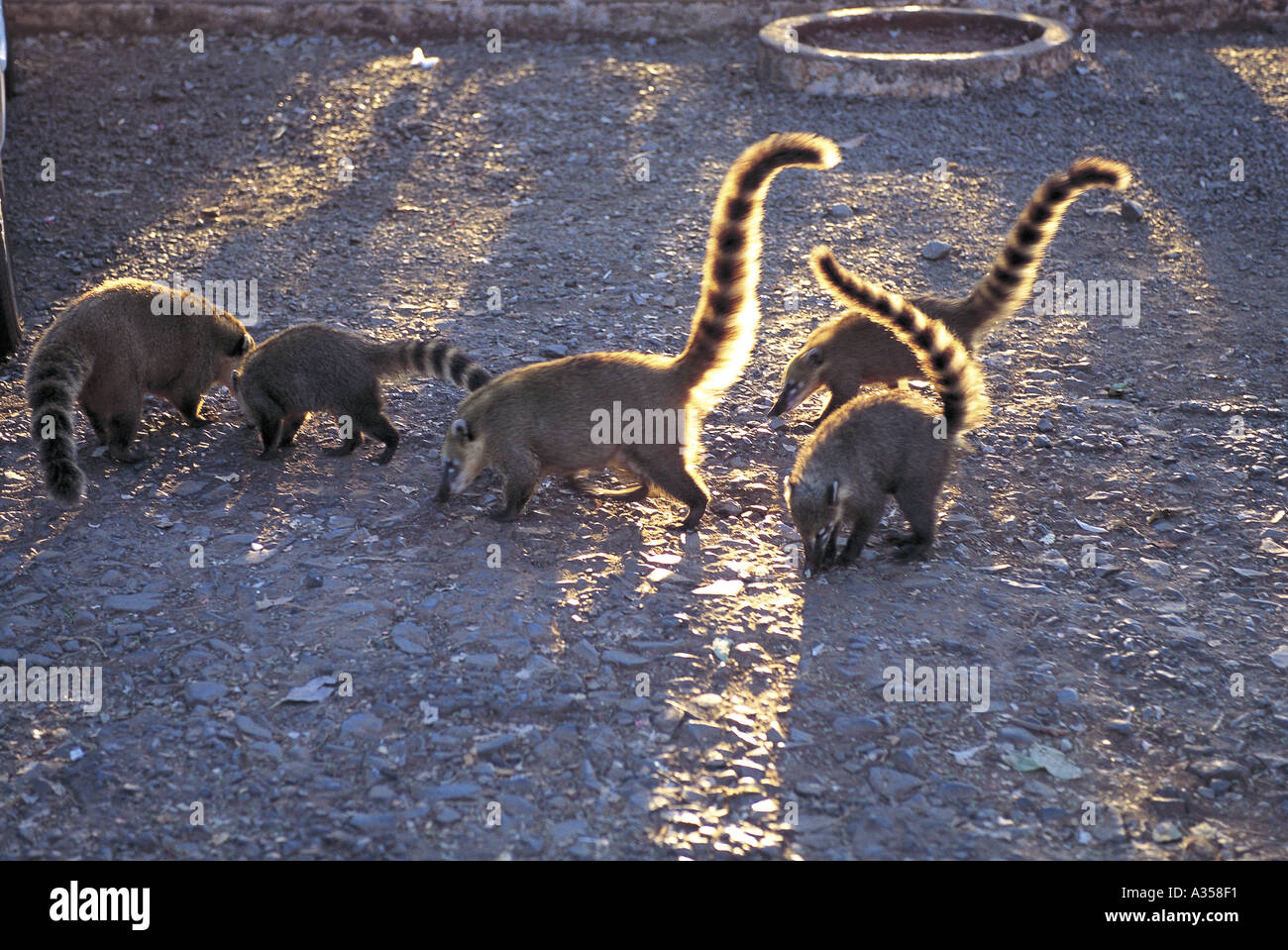 Amazon Brazil Group of coatis Coatimundi Nasua nasua Rio Grande do Sul ...