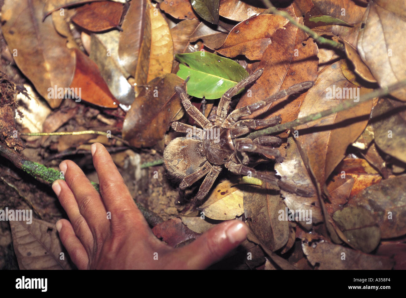 Amazon Brazil very large tarantula spider on the forest floor with man ...