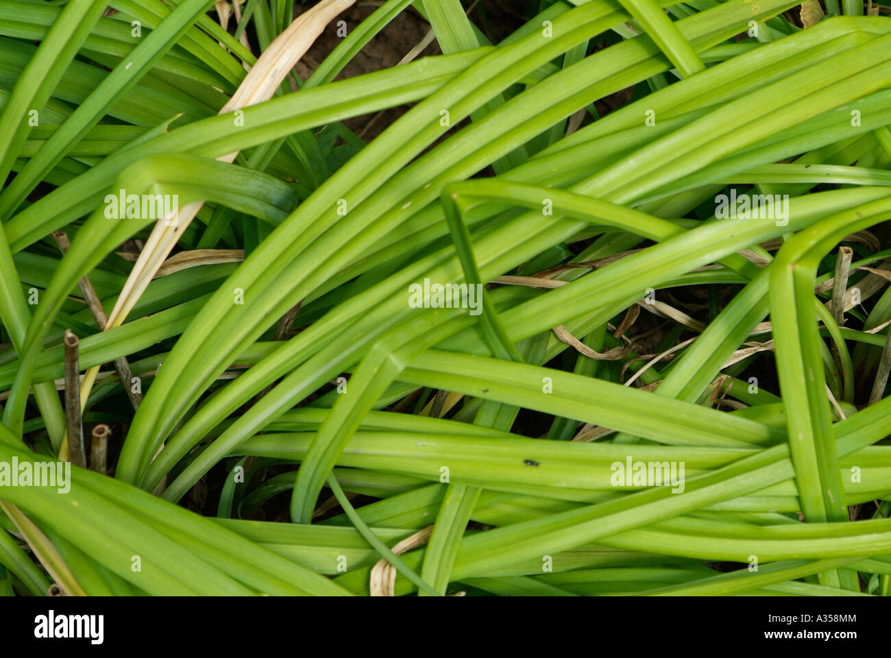 Green marsh grass closup Stock Photo - Alamy