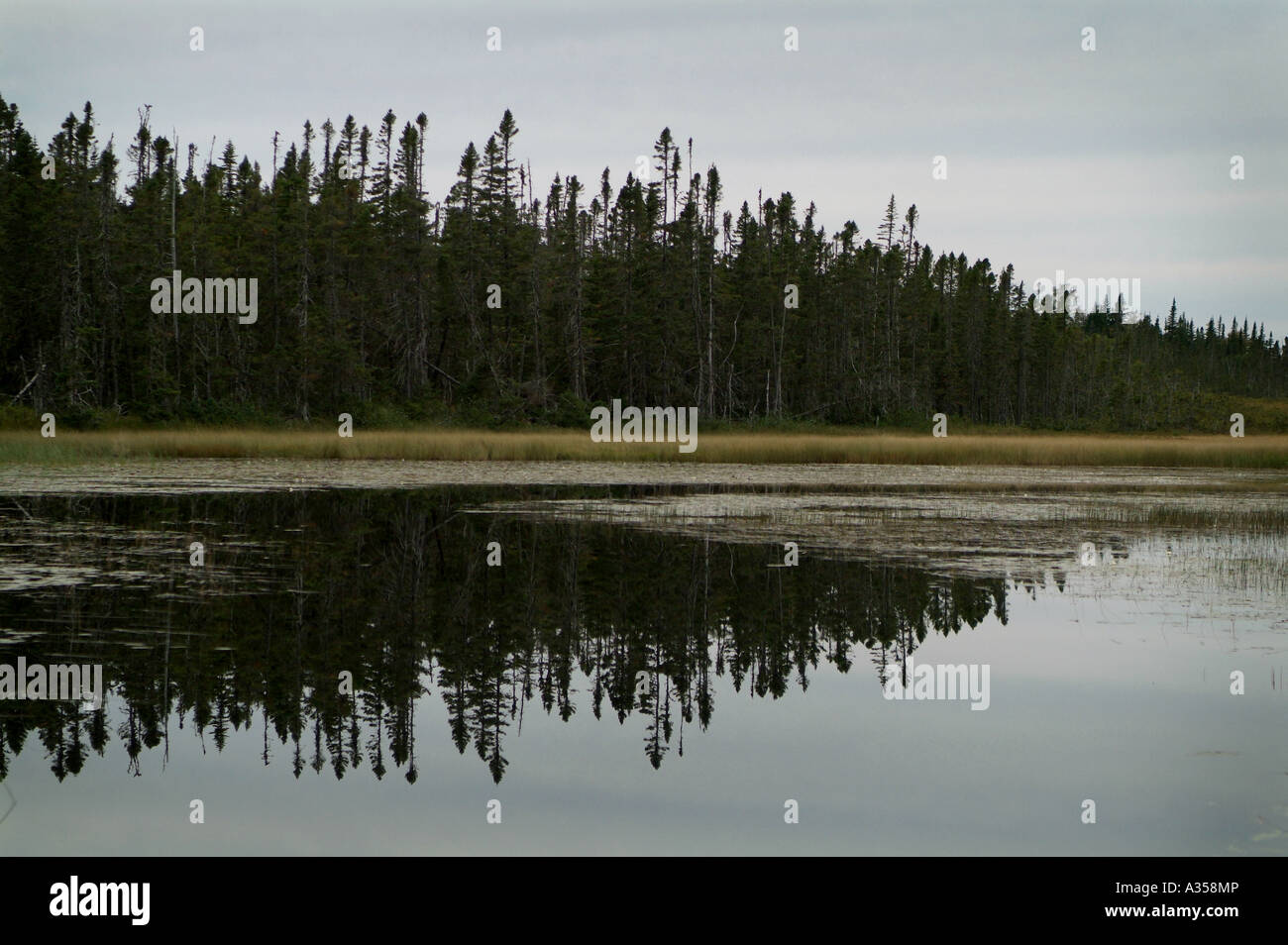 The treeline reflecting on the water at Kaegudeck Lake, Newfoundland ...