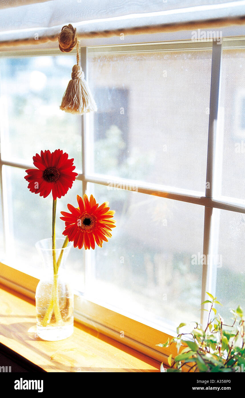 flowers and plant by the window Stock Photo - Alamy