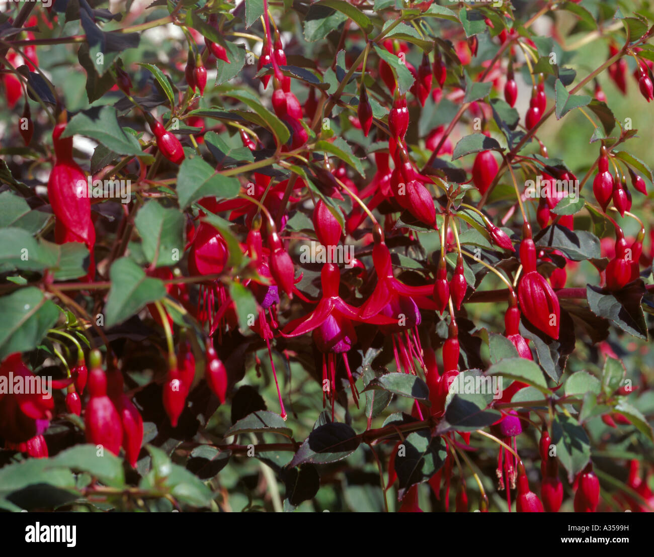 Fuchsia hedge hi-res stock photography and images - Alamy