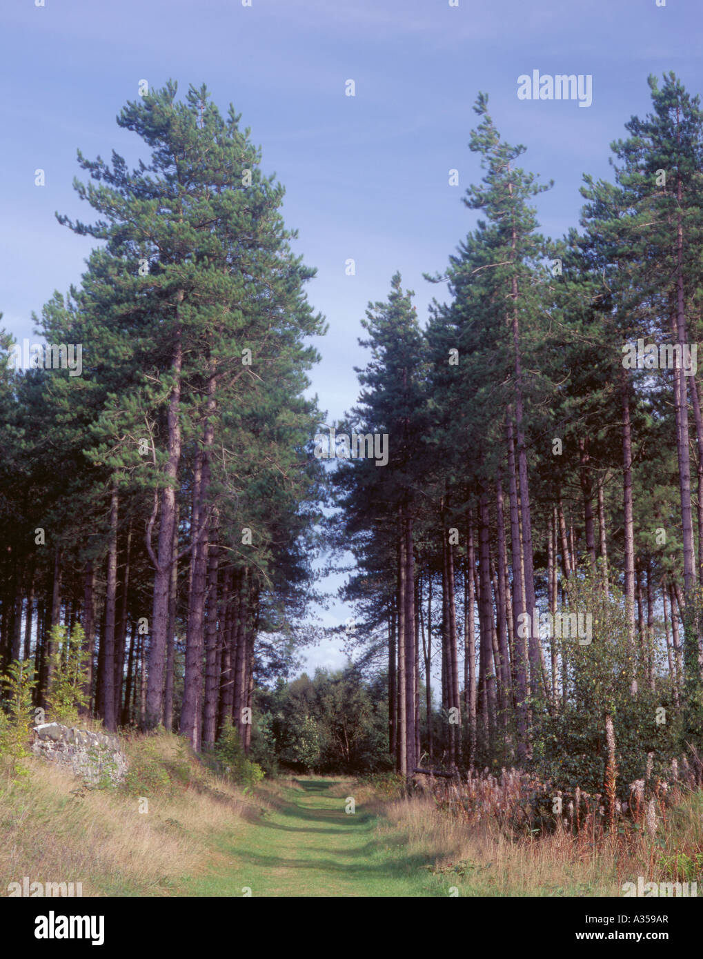 Track through a pine forest; Newborough Forest, Anglesey, North Wales ...