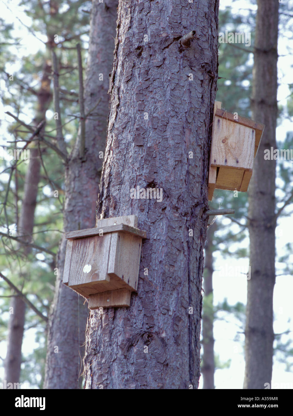Traditional wooden bat roost boxes, Newborough Forest, Anglesey, North ...