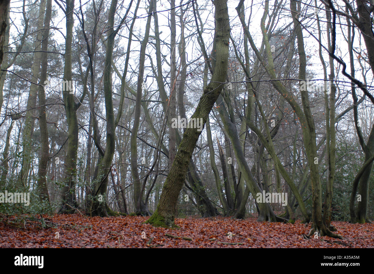 some trees just like to be different in this woodland a single tree ...