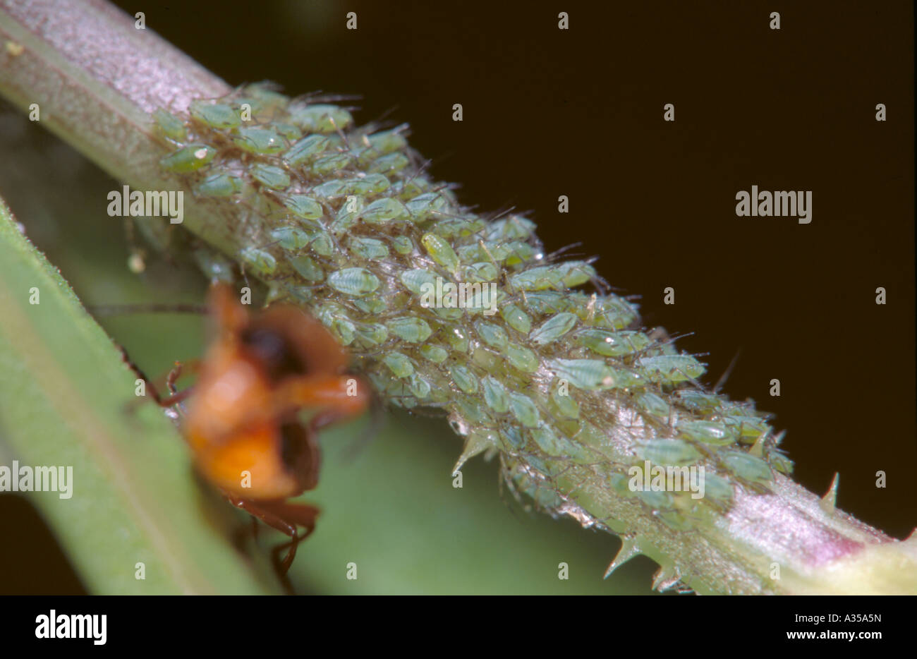 Greenfly infestation hi-res stock photography and images - Alamy