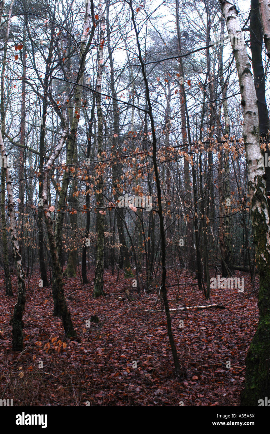 All the leaves have gone The forest floor with a carpet of fallen ...