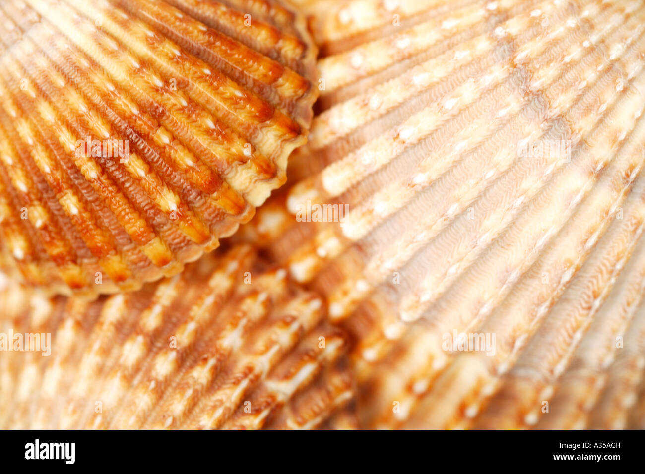 Shells close up hi-res stock photography and images - Alamy