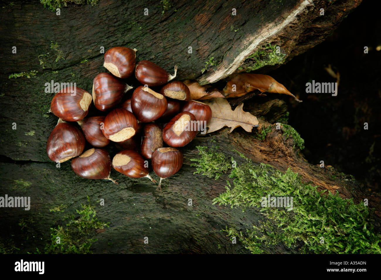 Sweet Chesnuts on Tree Log Stock Photo - Alamy