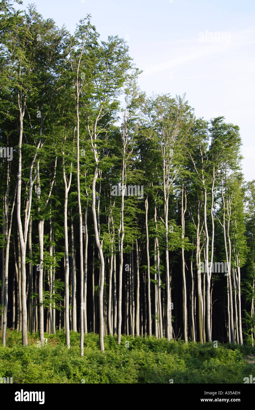 Vienna woods austria hi-res stock photography and images - Alamy