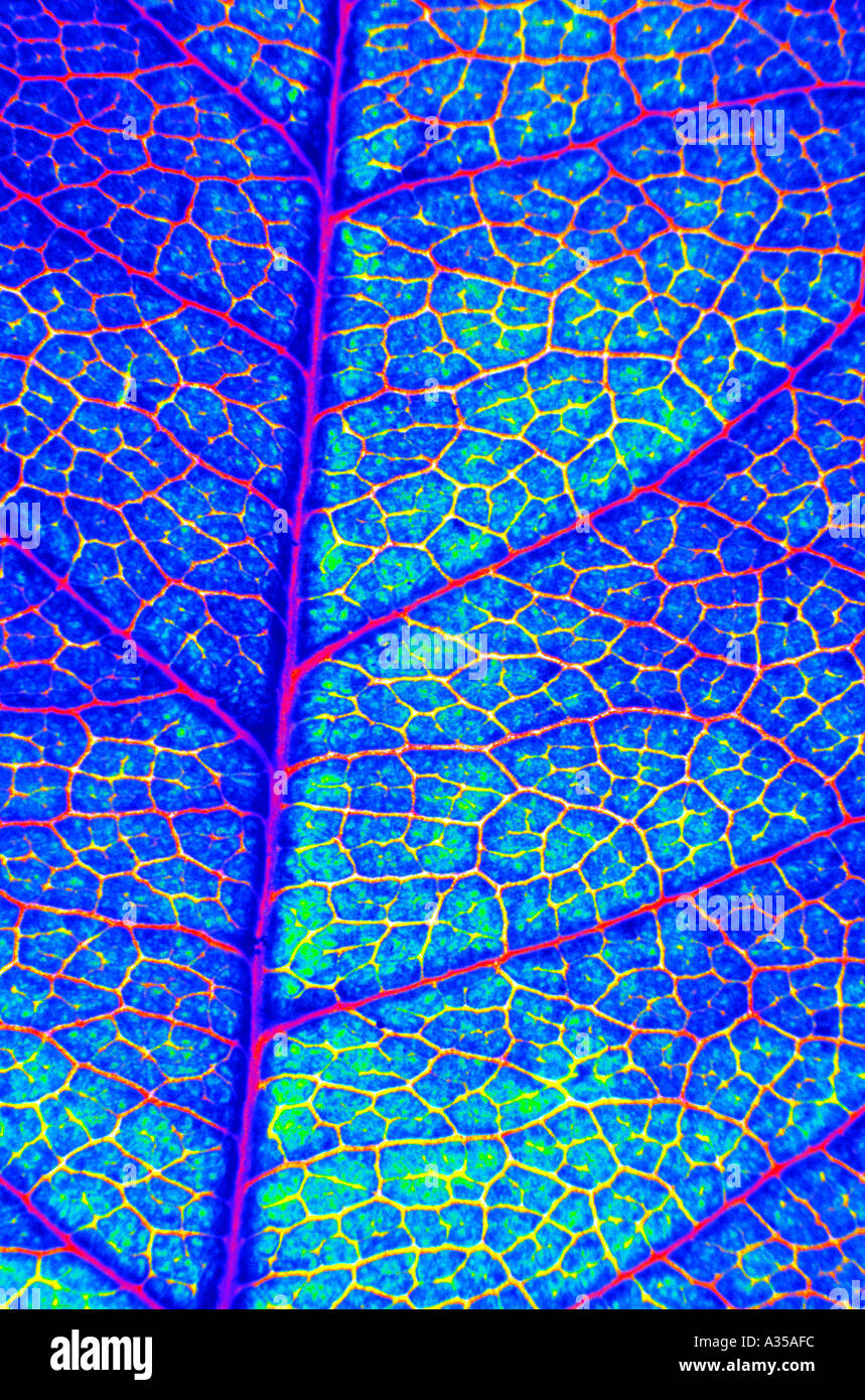 Complex leaf hi-res stock photography and images - Alamy