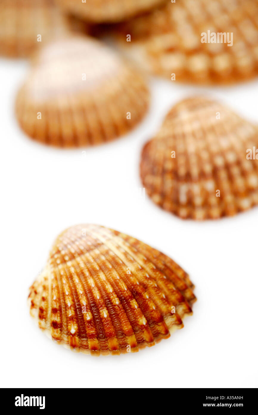Sea Shells on White Background Stock Photo - Alamy