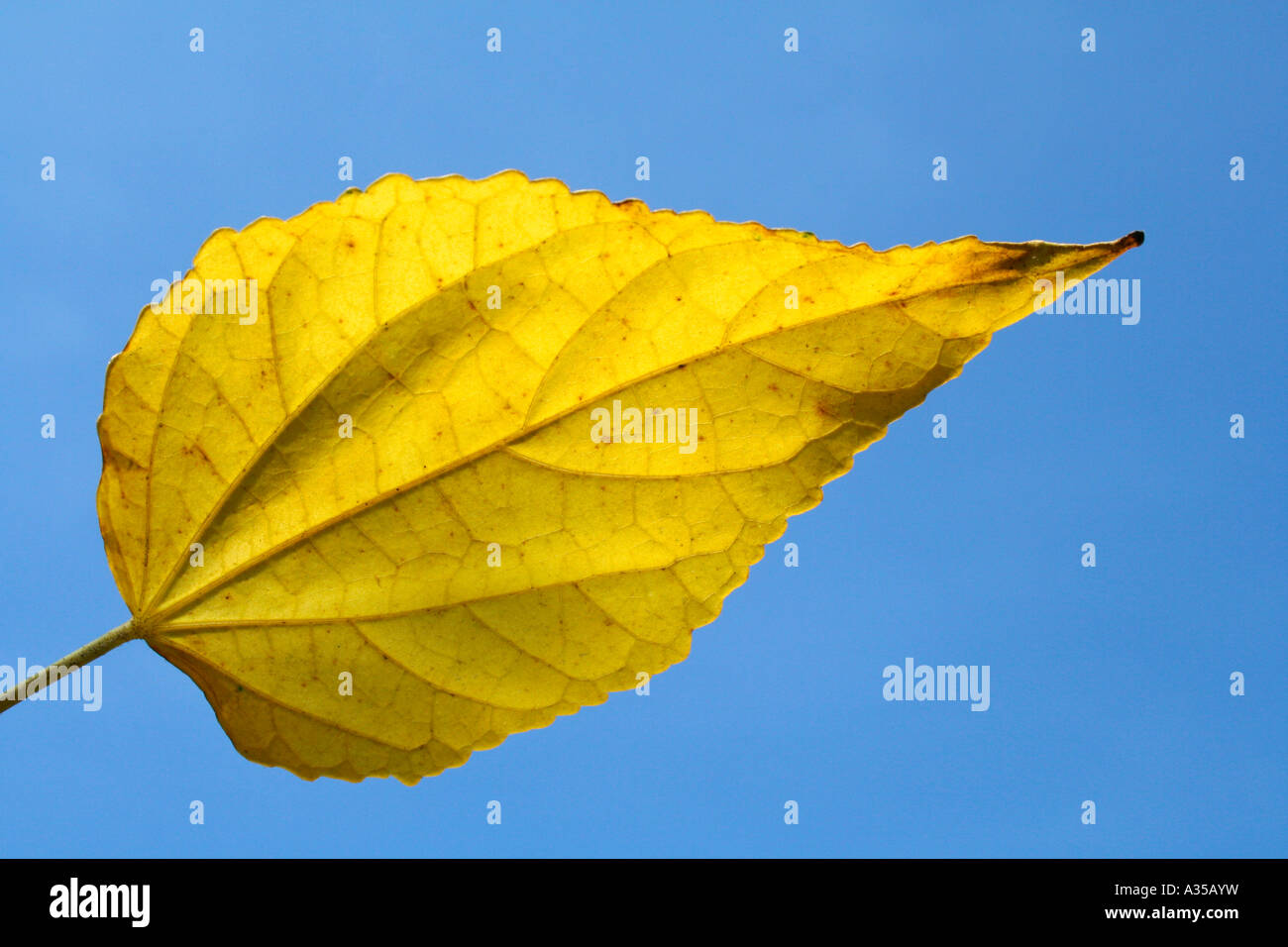 Bright Yellow leaf in green background Stock Photo - Alamy