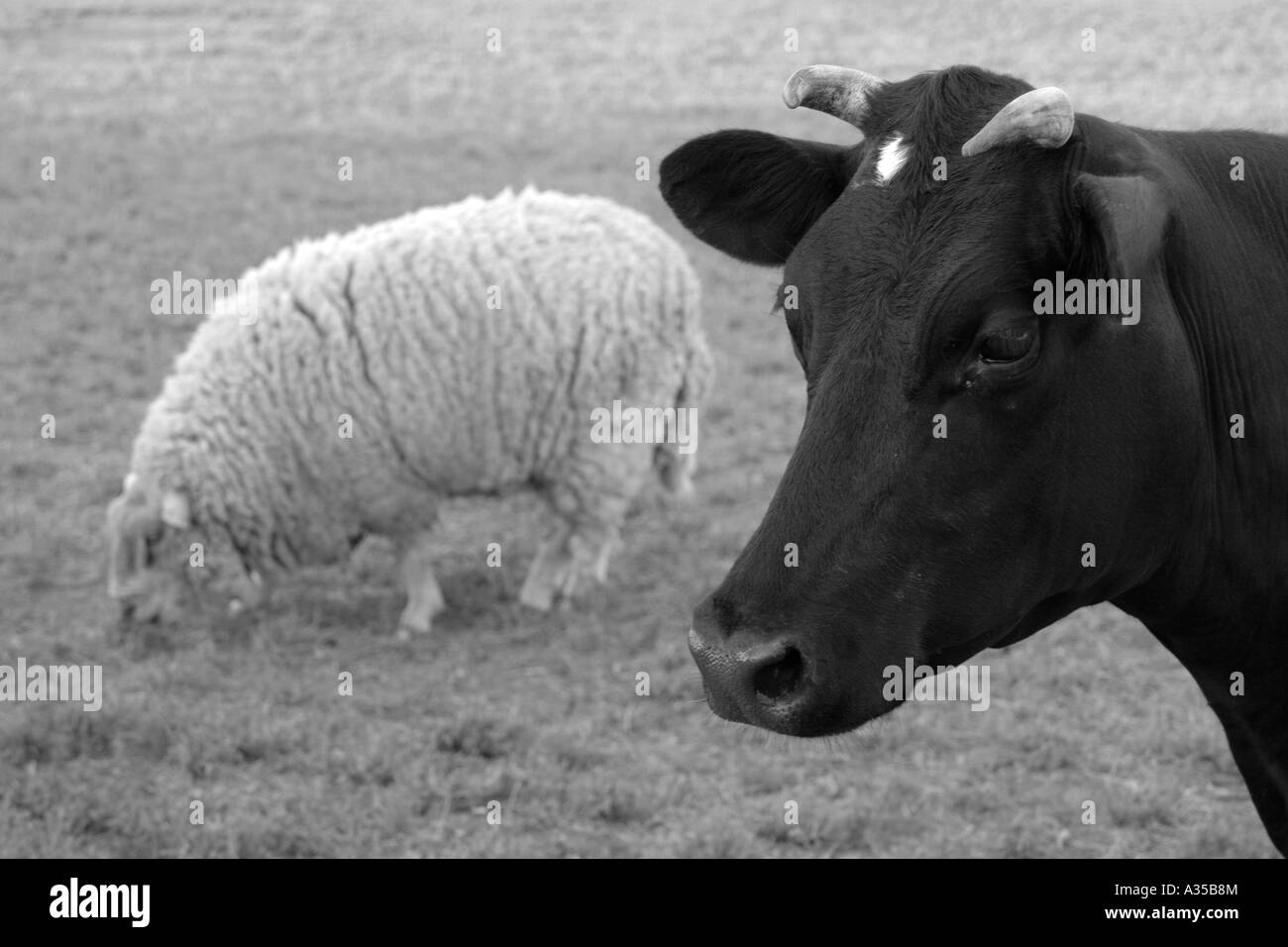 cow and sheep Stock Photo - Alamy