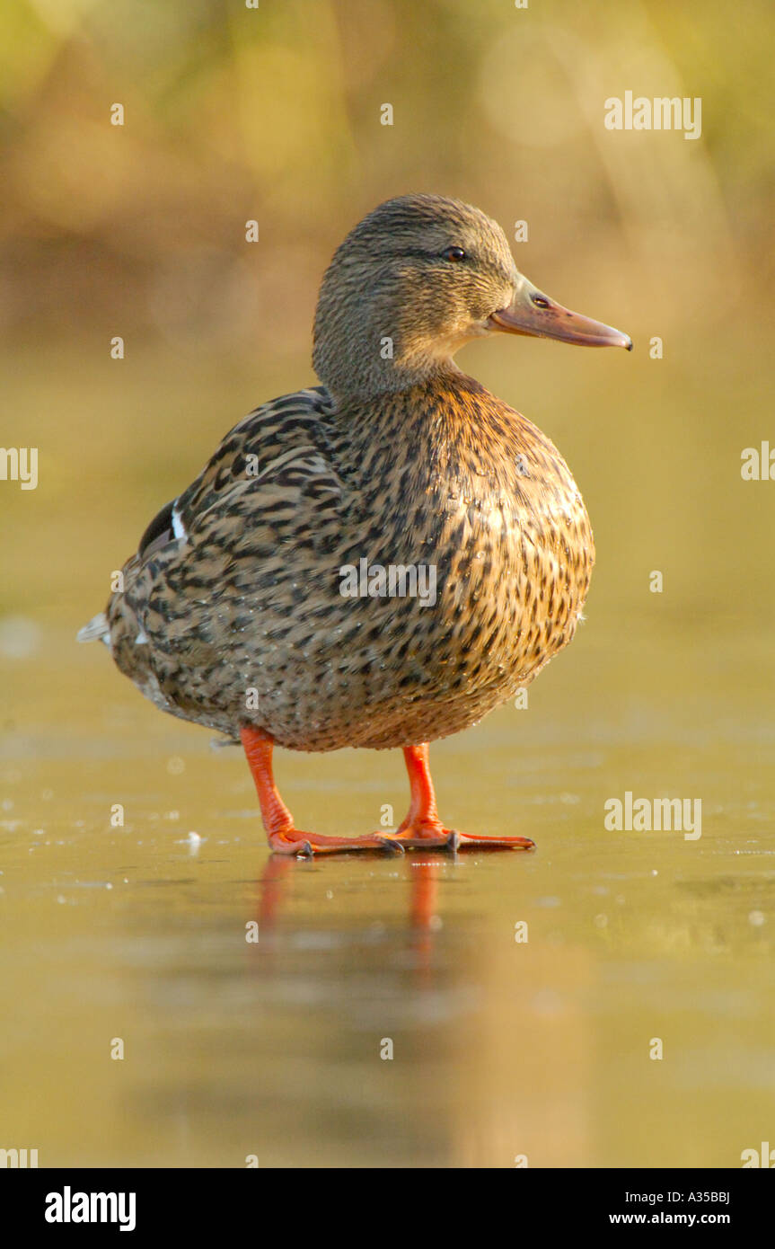 Female Mallard portrait, Essex, January 2007 Stock Photo - Alamy
