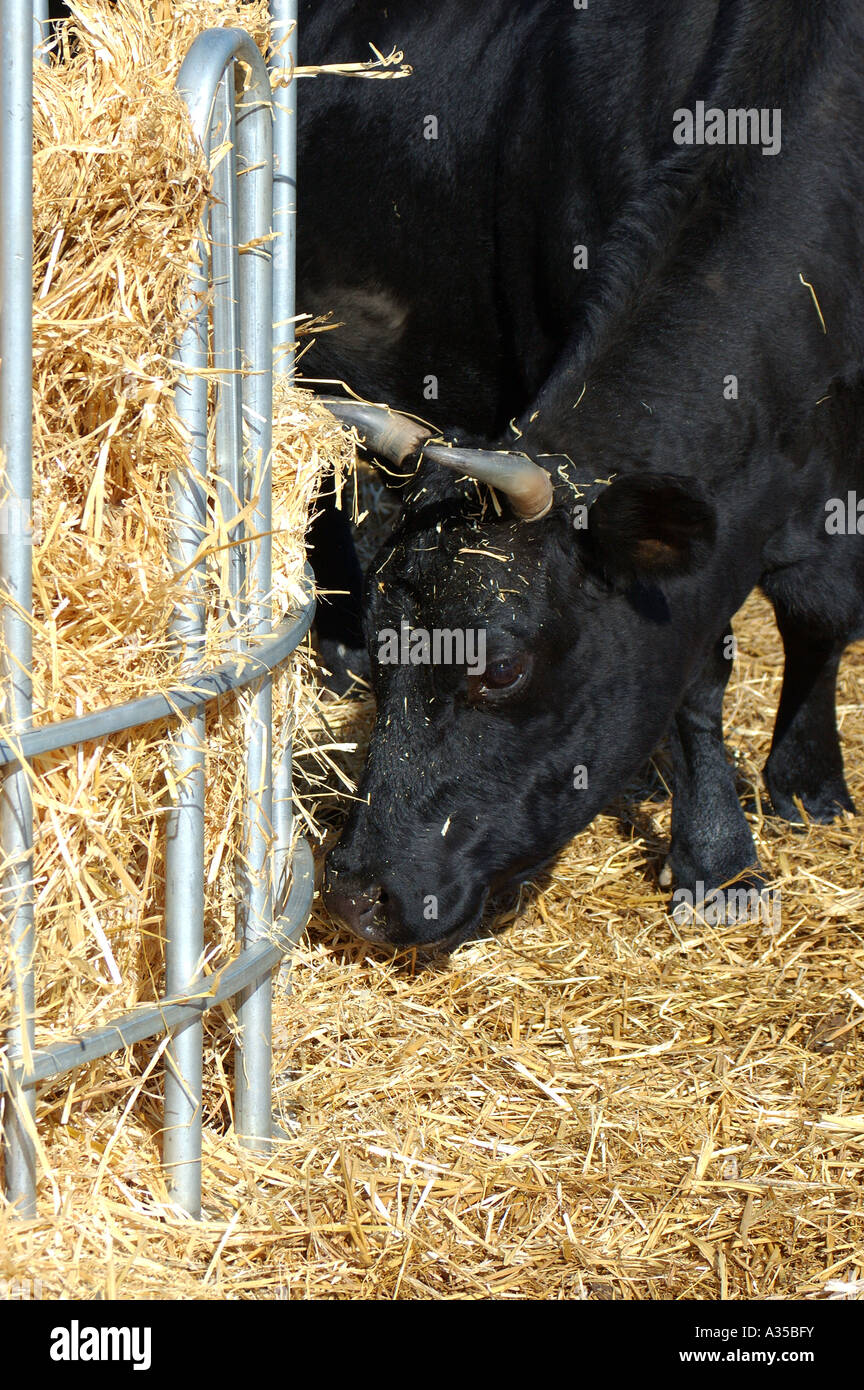 Rural home australia and animal hi-res stock photography and images - Alamy