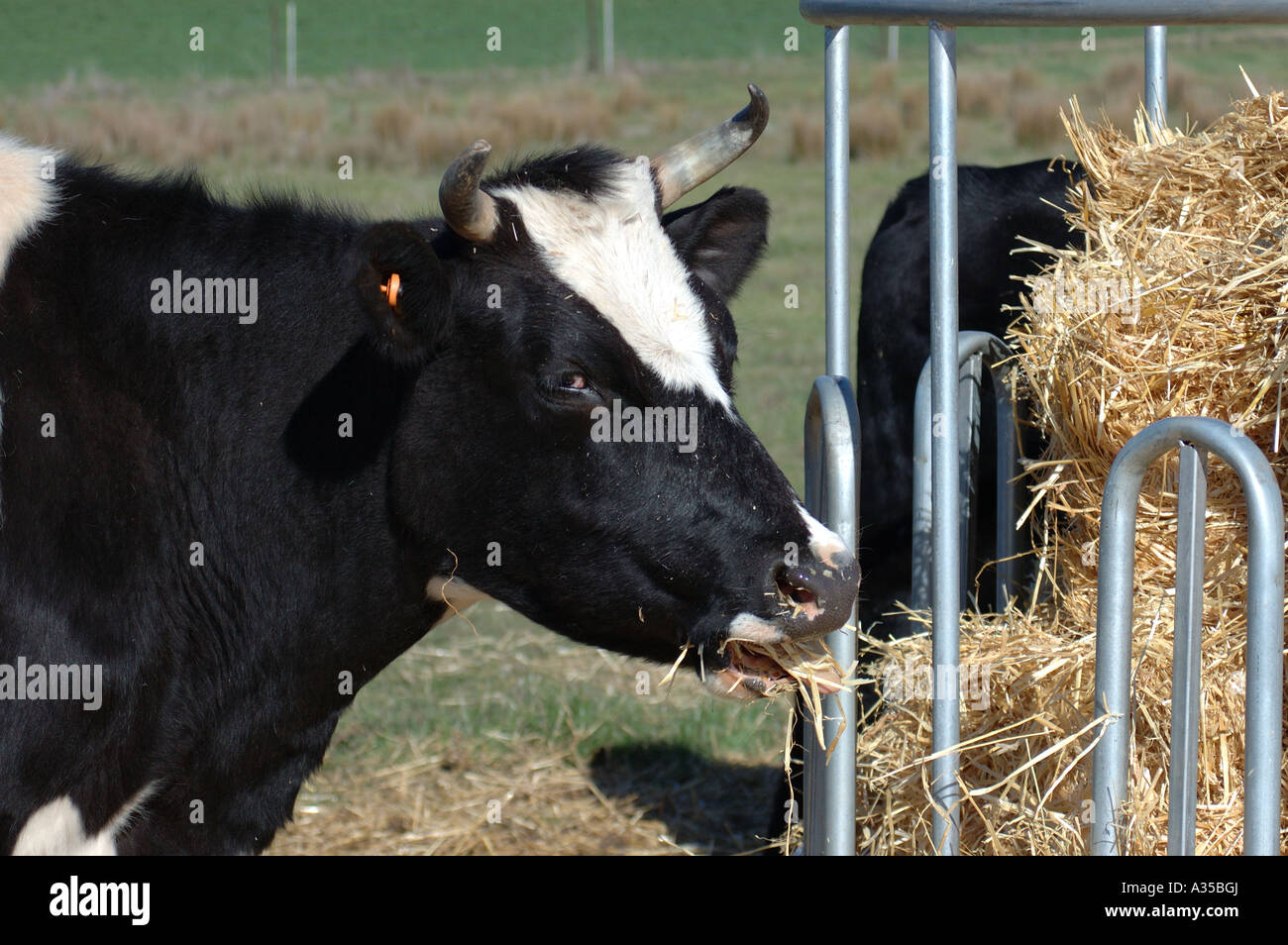 Black cow hay hi-res stock photography and images - Alamy