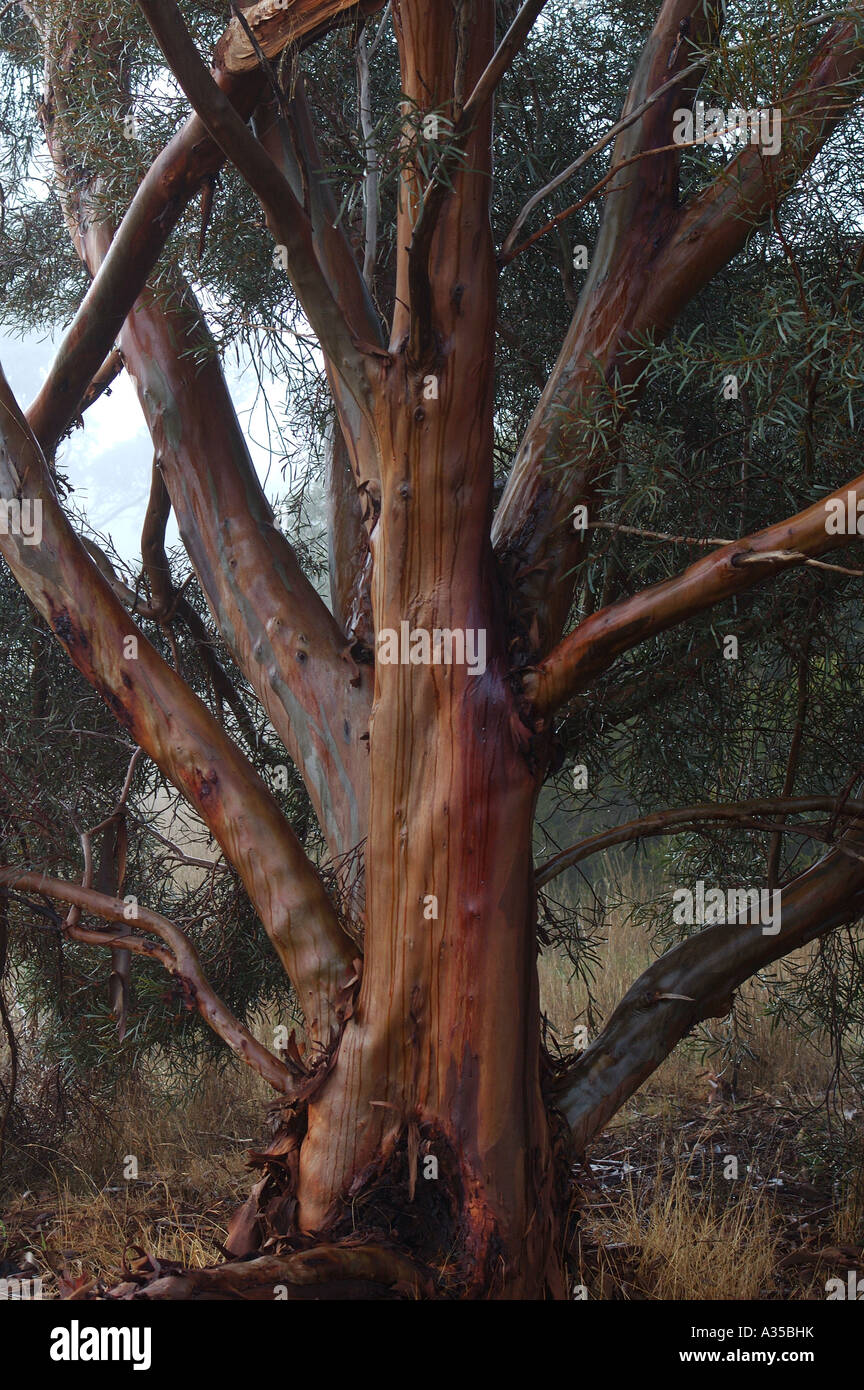 Tree sap gum tree hi-res stock photography and images - Alamy