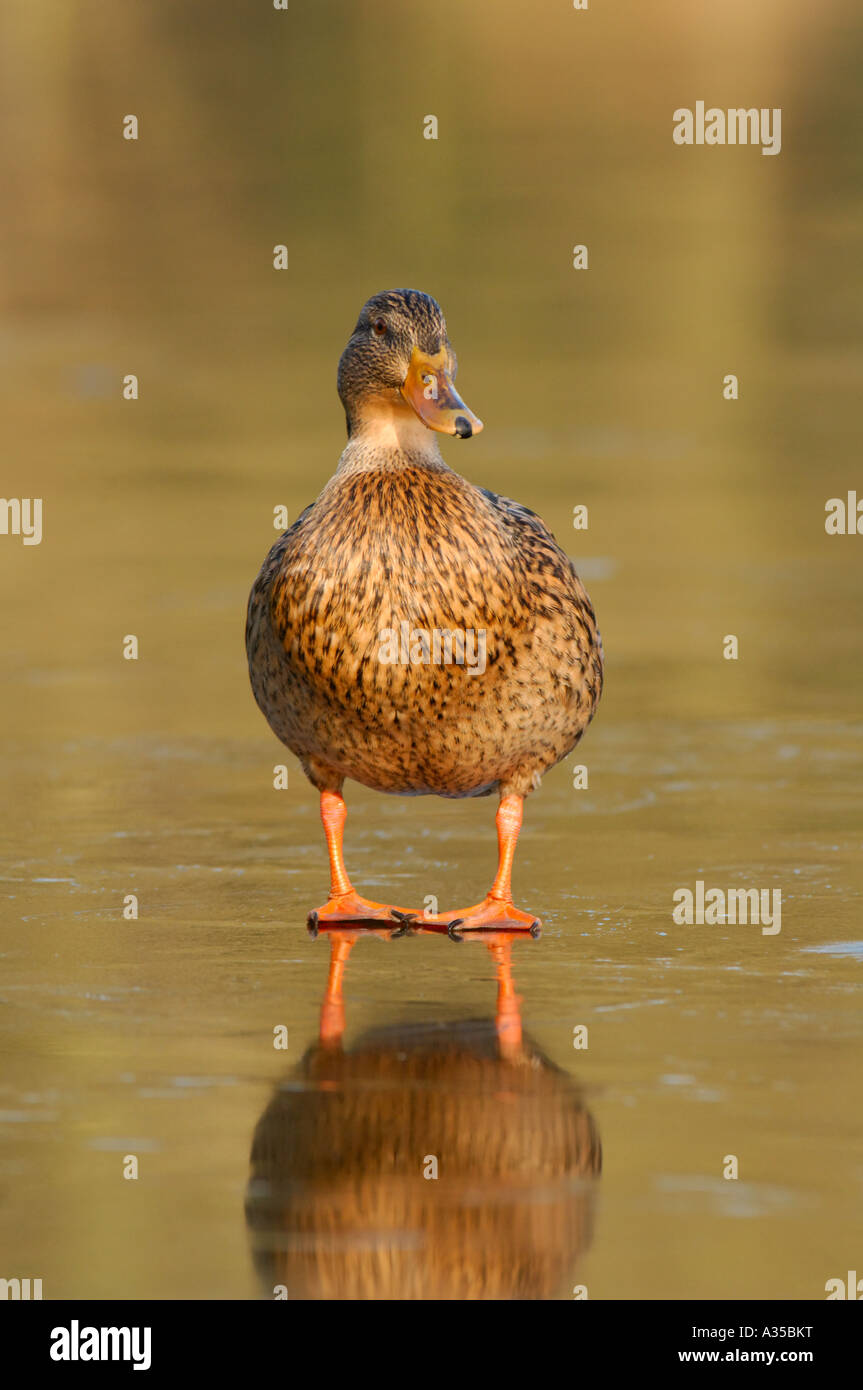 Female Mallard portrait, Essex, January 2007 Stock Photo - Alamy