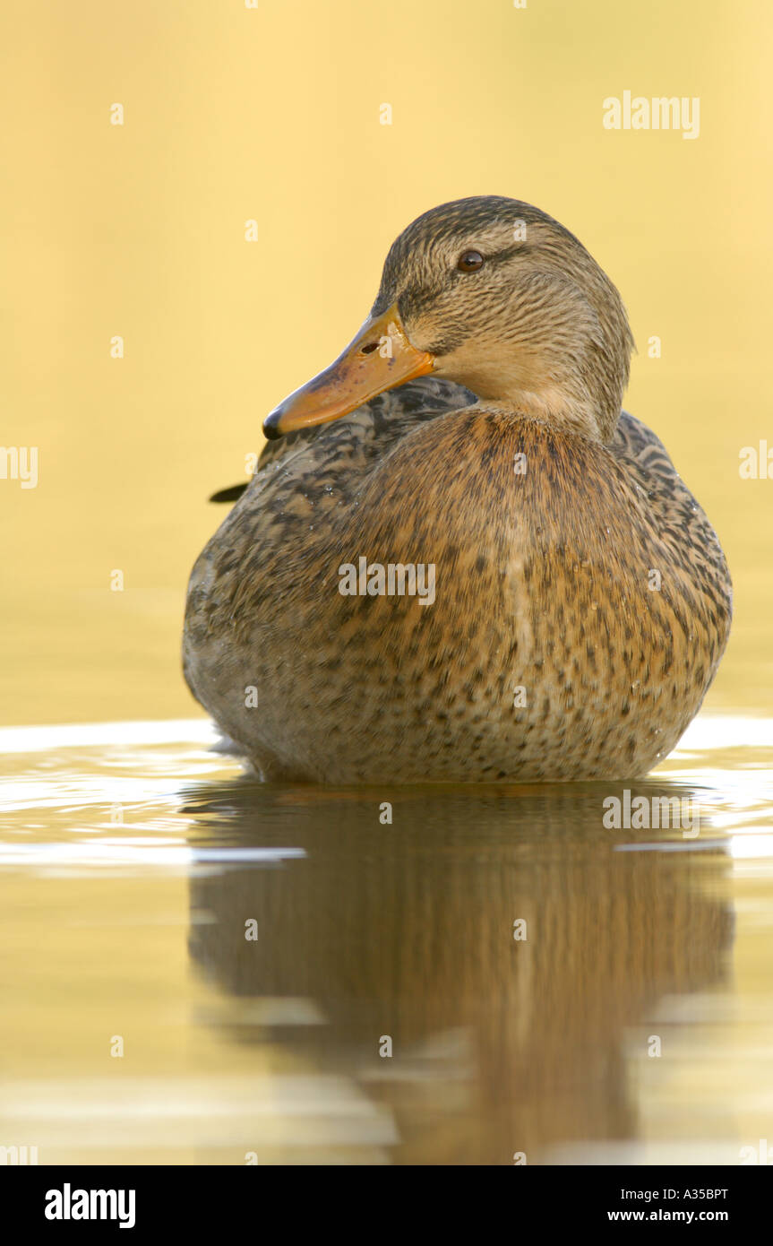 Female Mallard portrait, Essex, January 2007 Stock Photo - Alamy