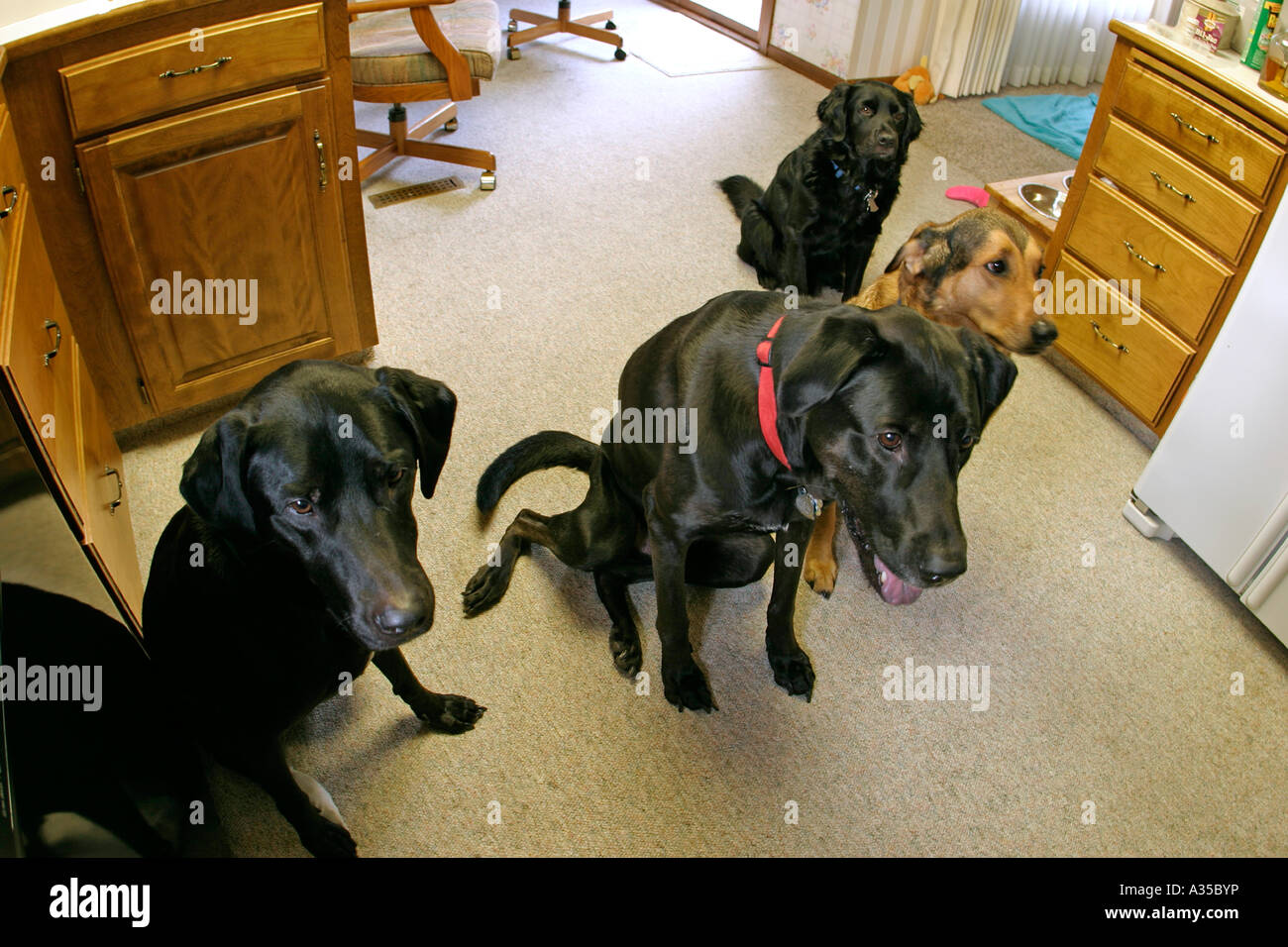 Dog dogs puppy puppies hi-res stock photography and images - Alamy