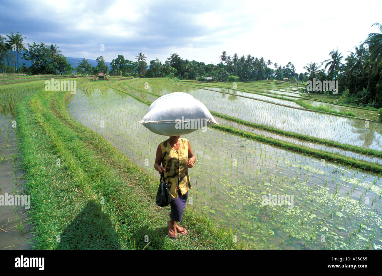 Rice paddy field Bali Indonesia Stock Photo - Alamy