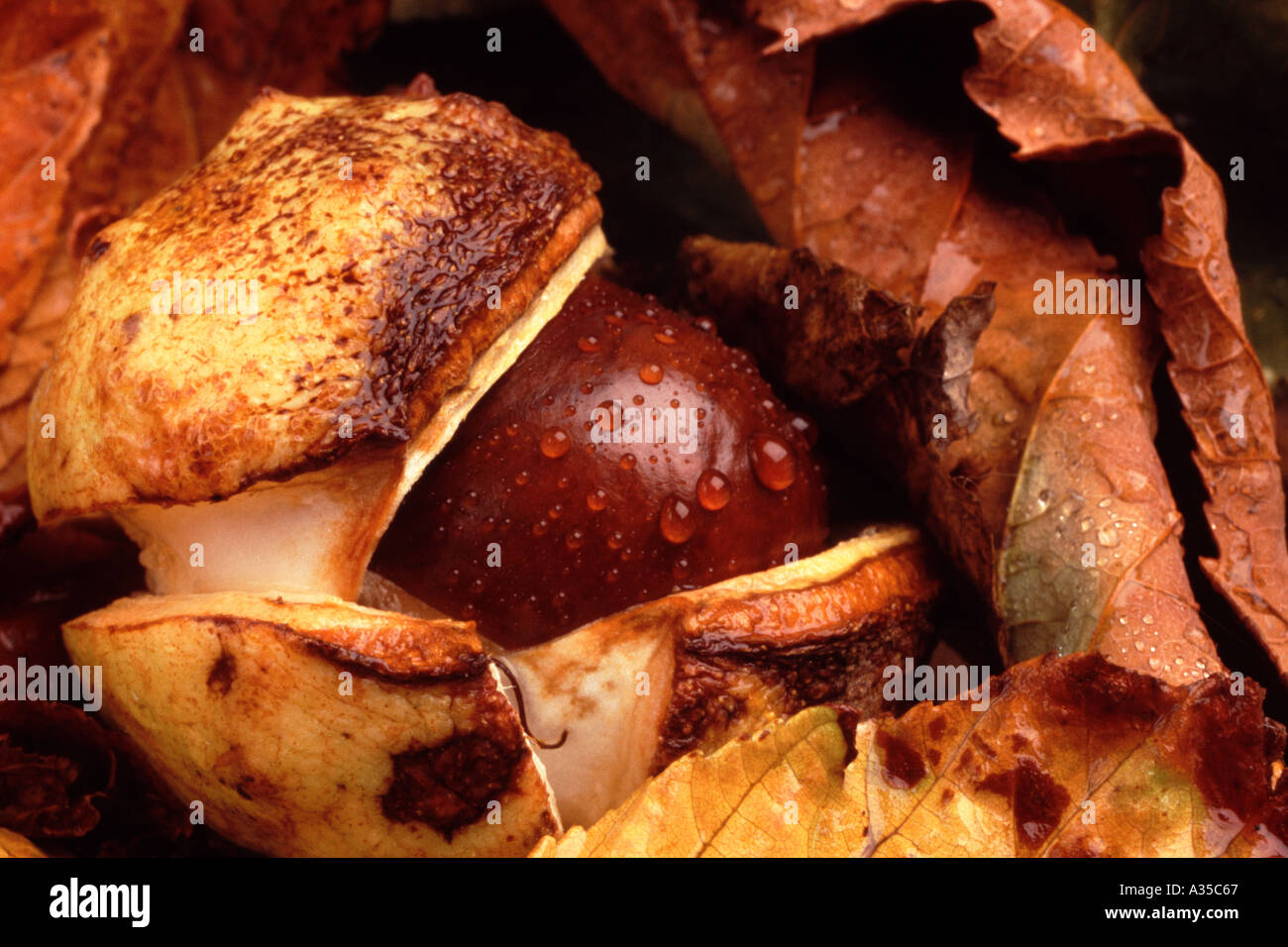 Yellow horsechestnut leaf hi-res stock photography and images - Alamy