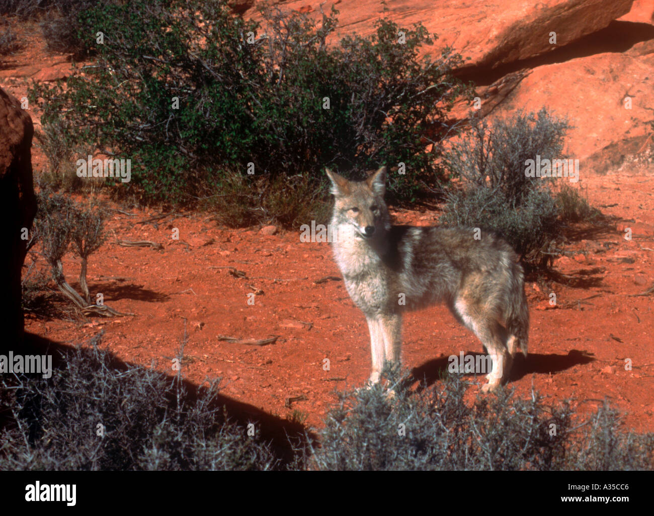 Lone Coyote in the Utah Desert Stock Photo - Alamy