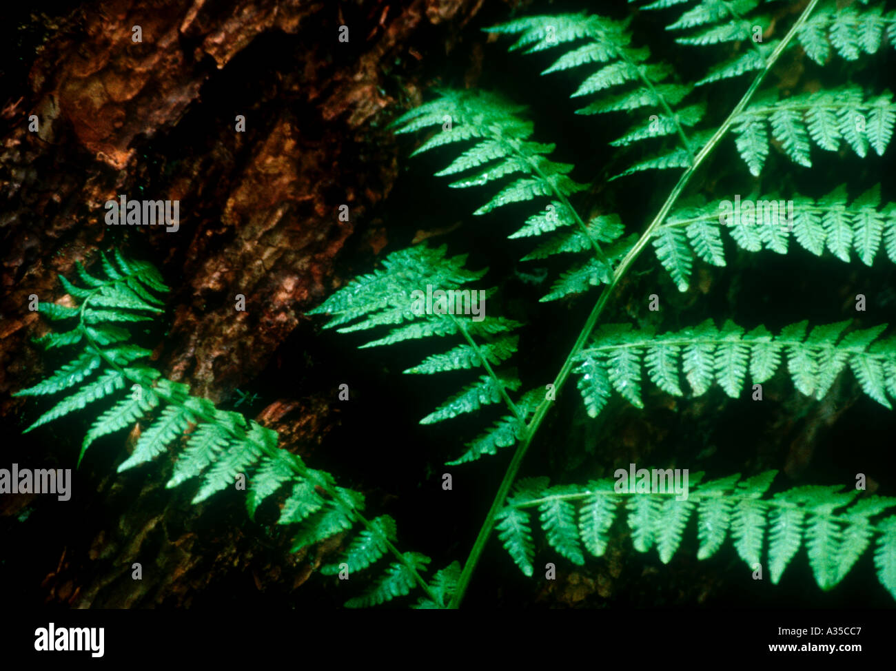 New growth after fire Stock Photo - Alamy