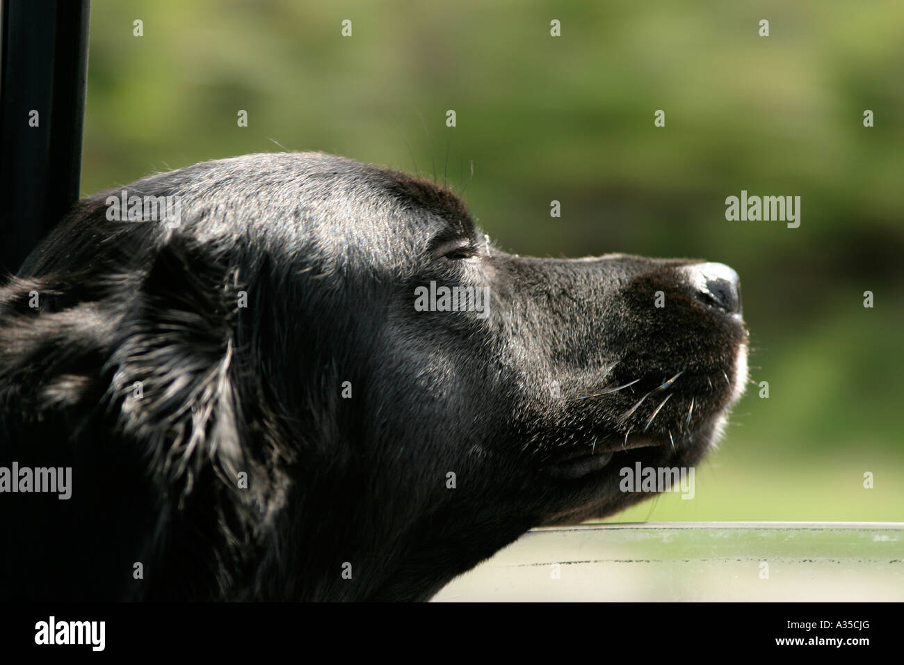 Puppy in the Window Stock Photo - Alamy