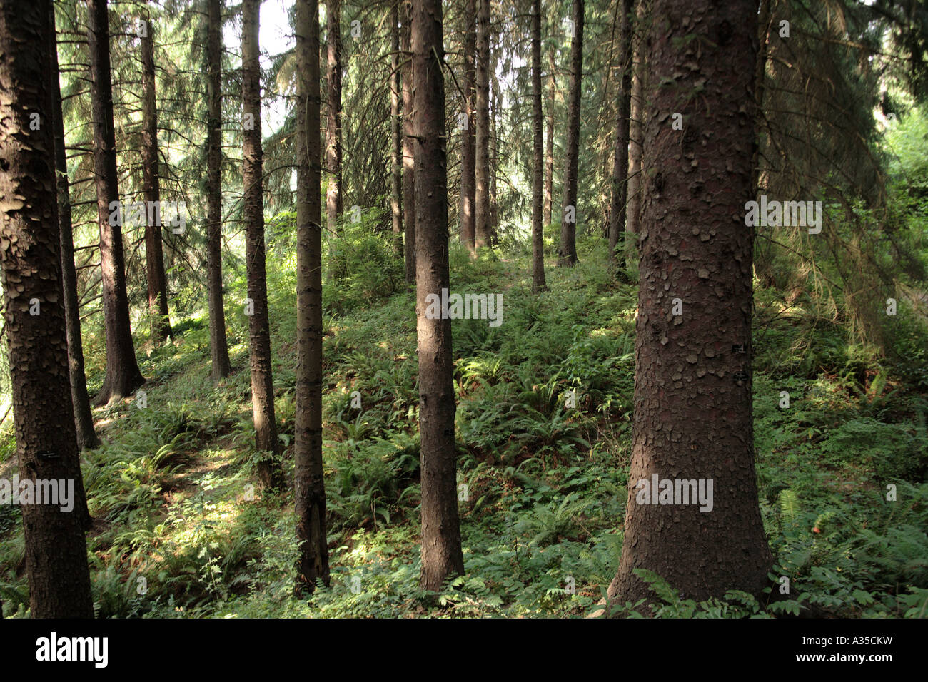 Trees in Forest Stock Photo - Alamy